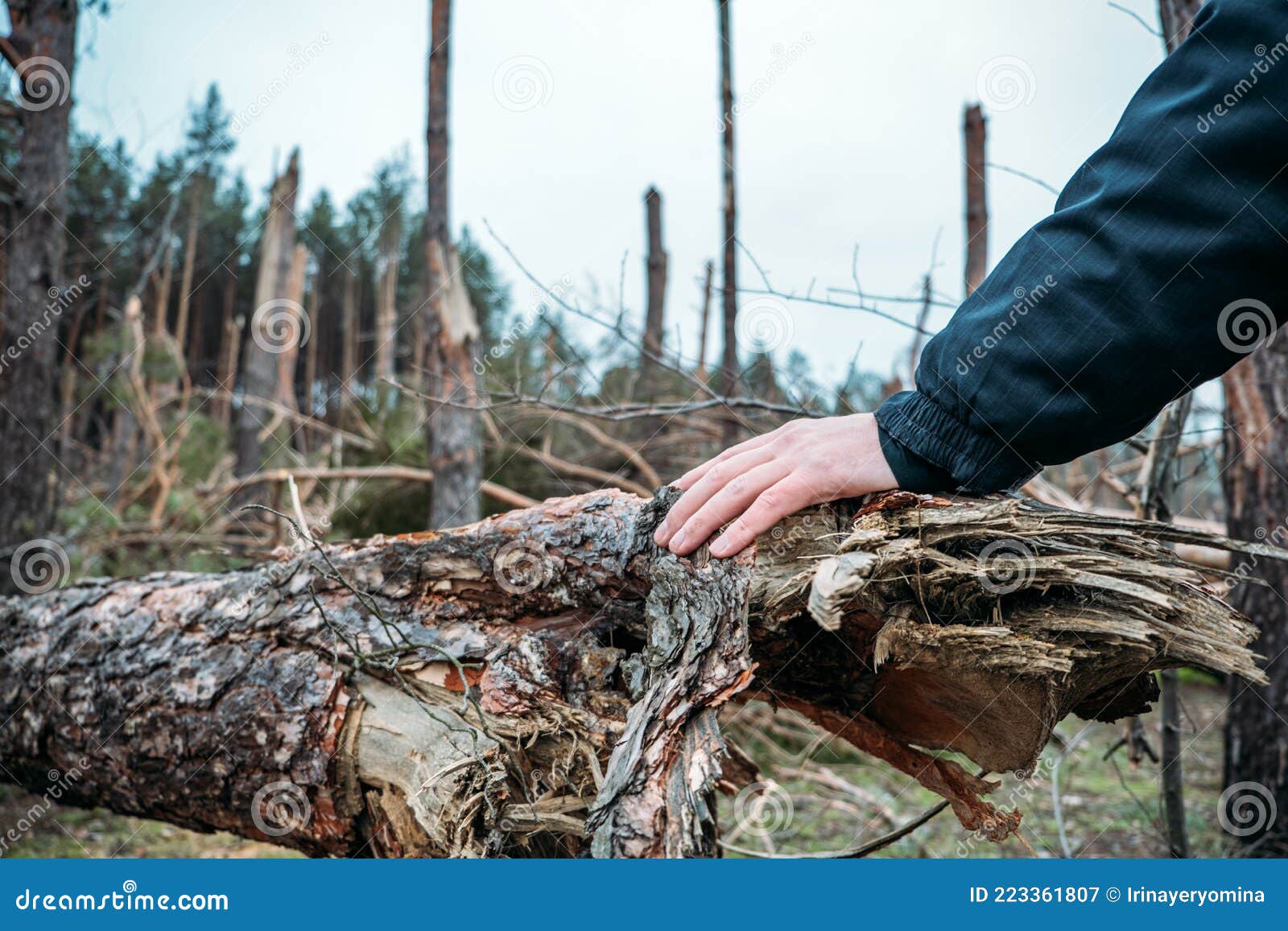 Tornado Storm Damage. Fallen Pine Trees in Forest after Storm Stock ...