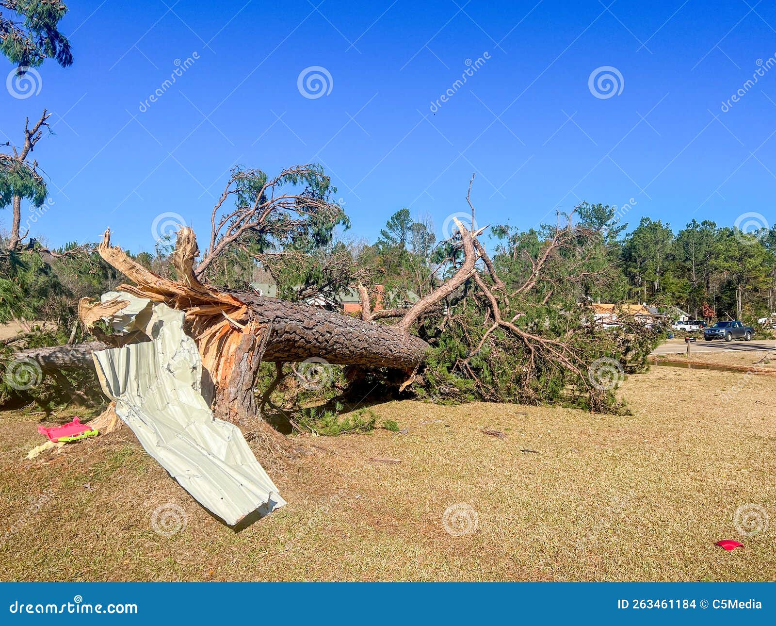 Tornado Wind Damage To Massive Tree Stock Photo - Image of emergency ...
