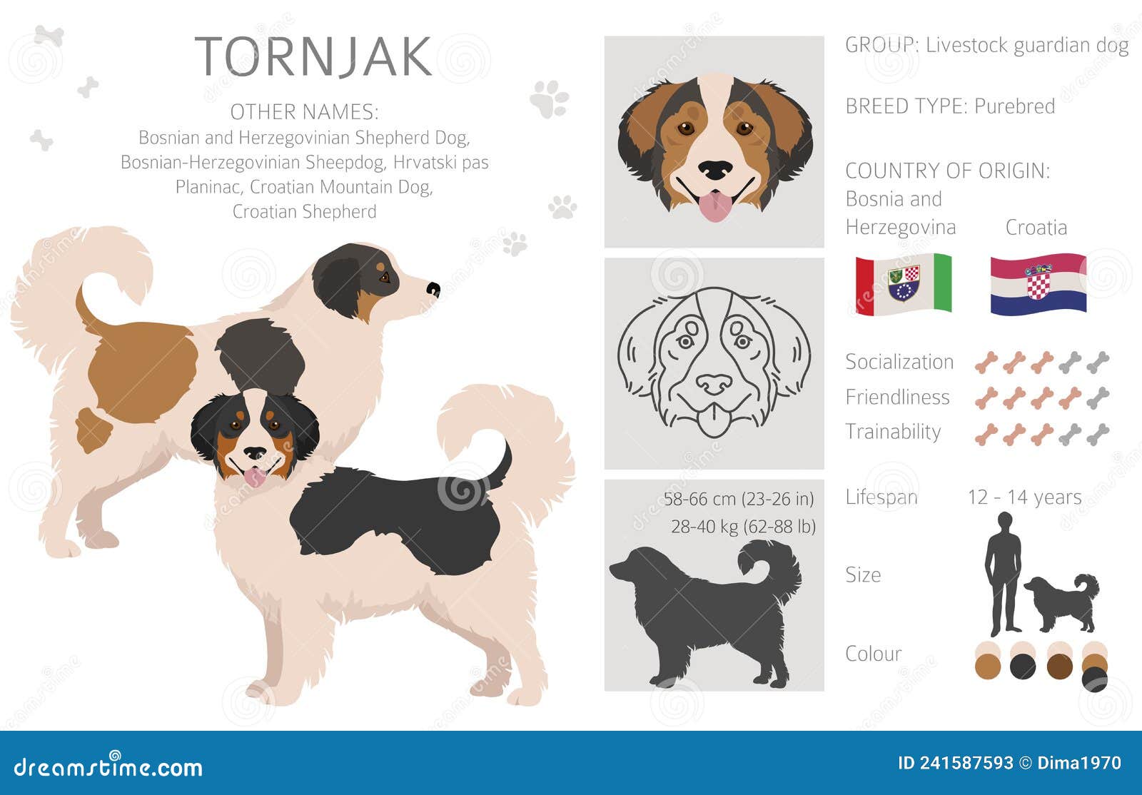 Tornjak Clipart. Different Poses, Coat Colors Set Stock Vector ...