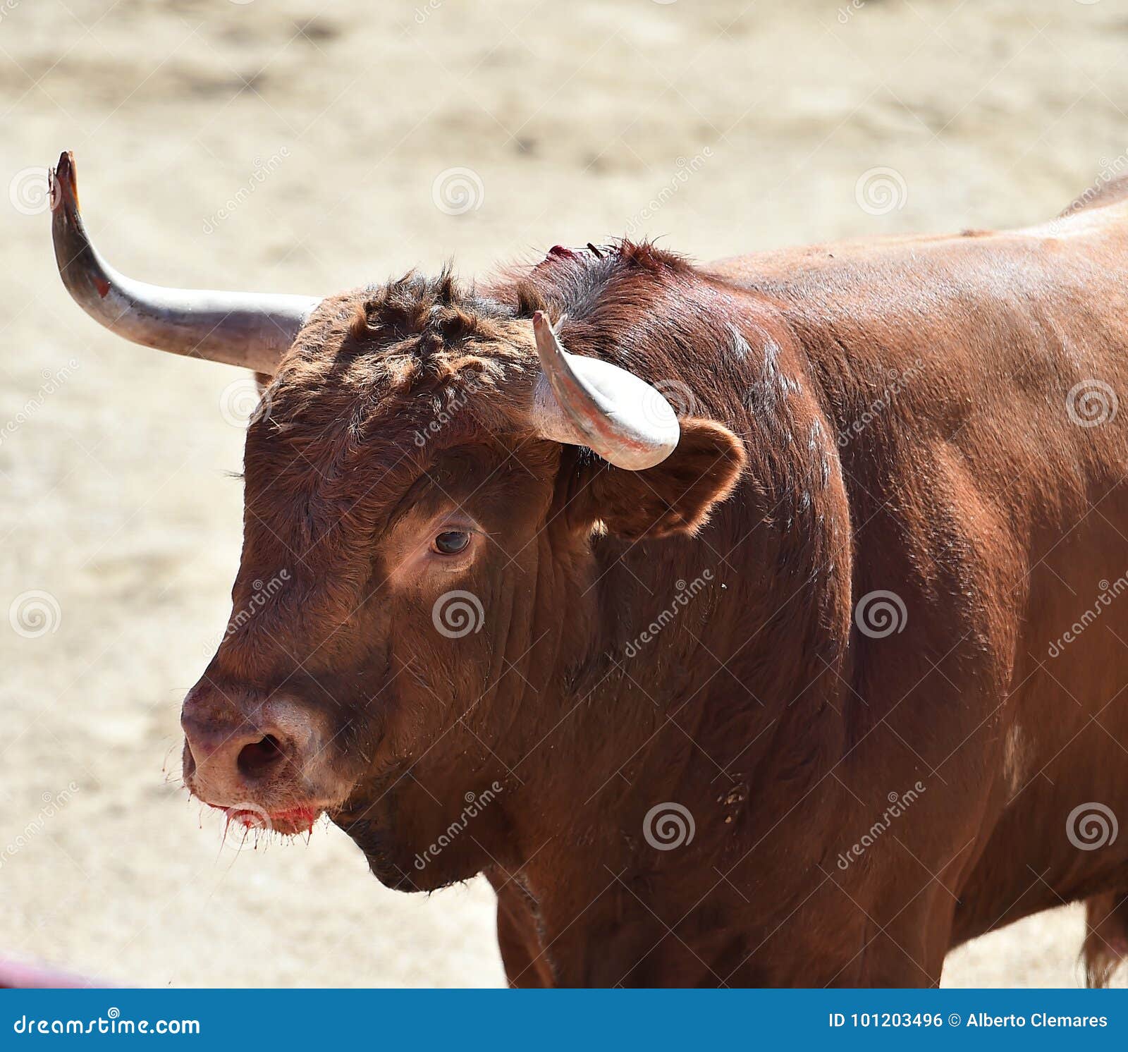 Toro fotografia stock. Immagine di selvaggio, bravura - 101203496