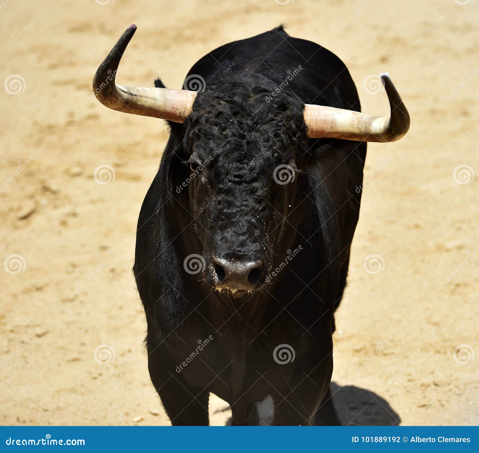 Toro fotografia stock. Immagine di funzionare, coltura - 101889192