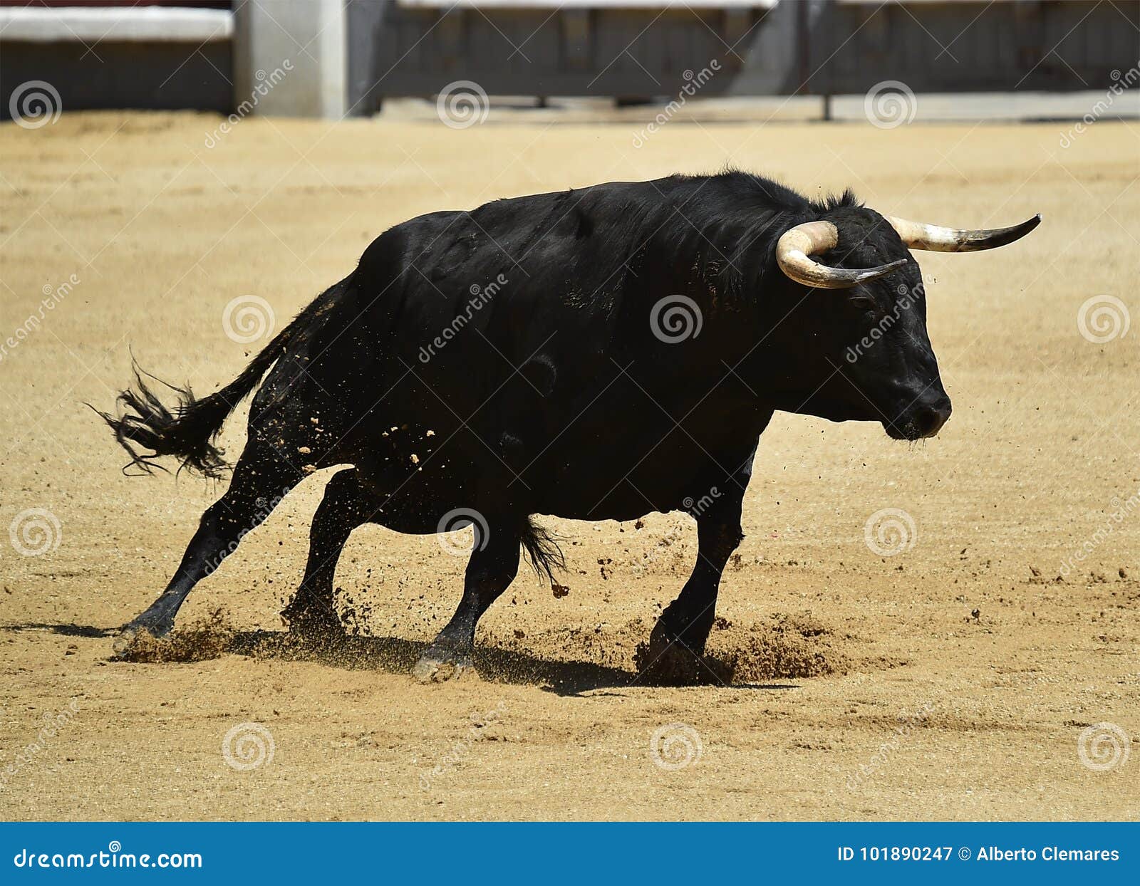 Toro immagine stock. Immagine di selvaggio, animale - 101890247