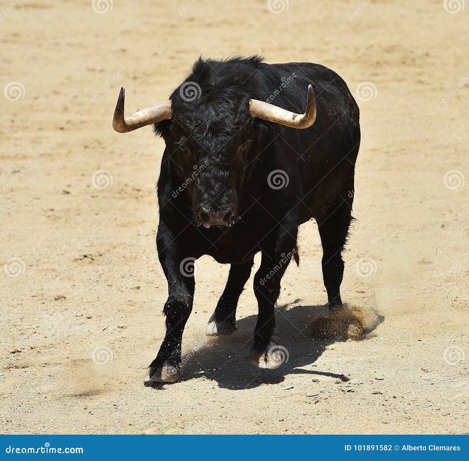 Toro fotografia stock. Immagine di rischio, mucca, animale - 101891582