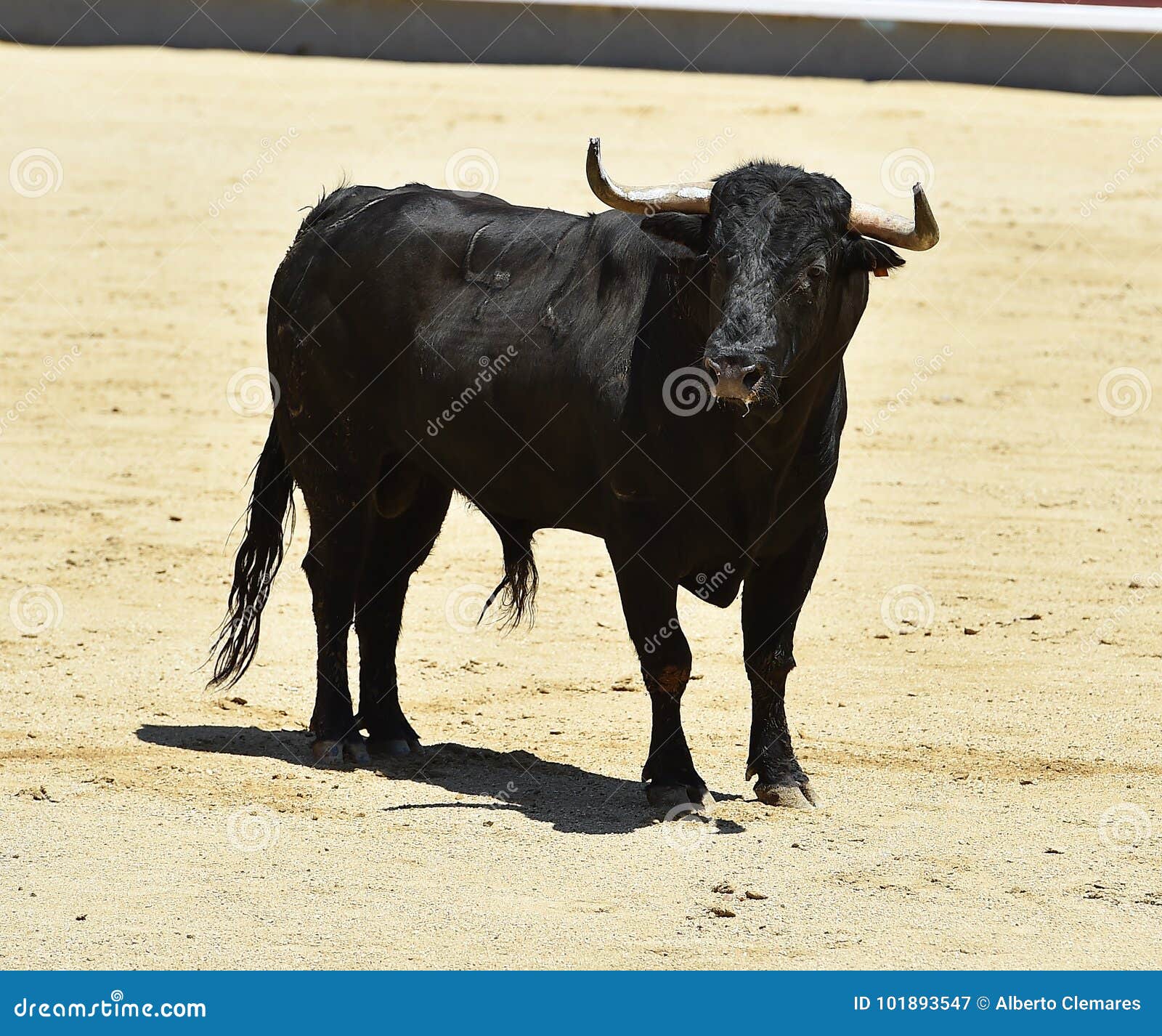 Toro immagine stock. Immagine di corna, coraggio, feroce - 101893547