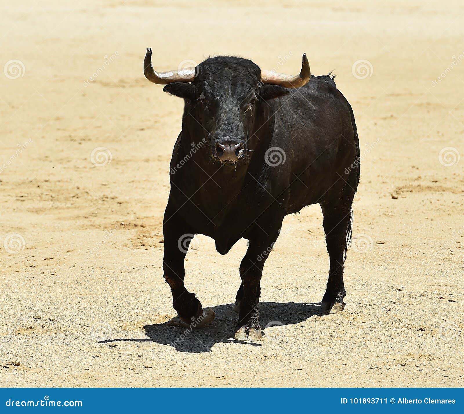 Toro immagine stock. Immagine di corni, corrida, animale - 101893711