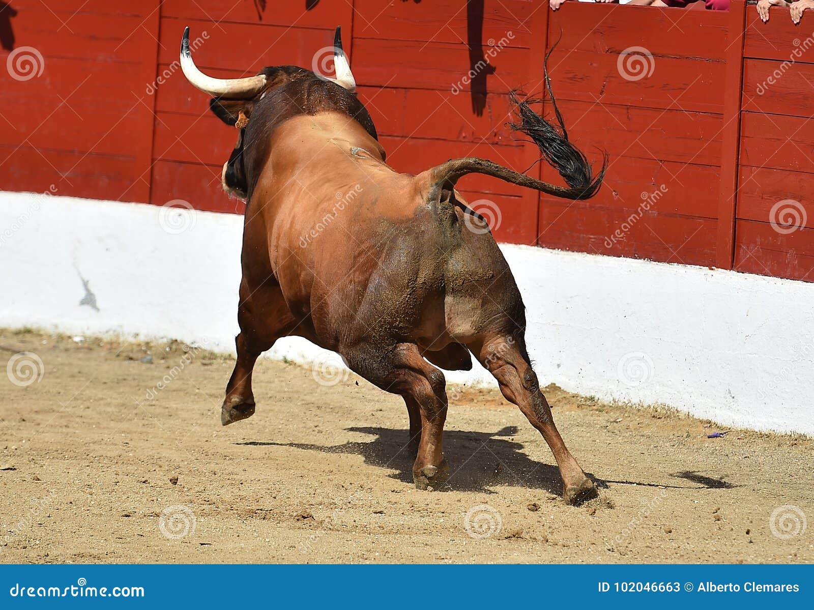 Toro foto de archivo editorial. Imagen de toro, salvaje - 102046663