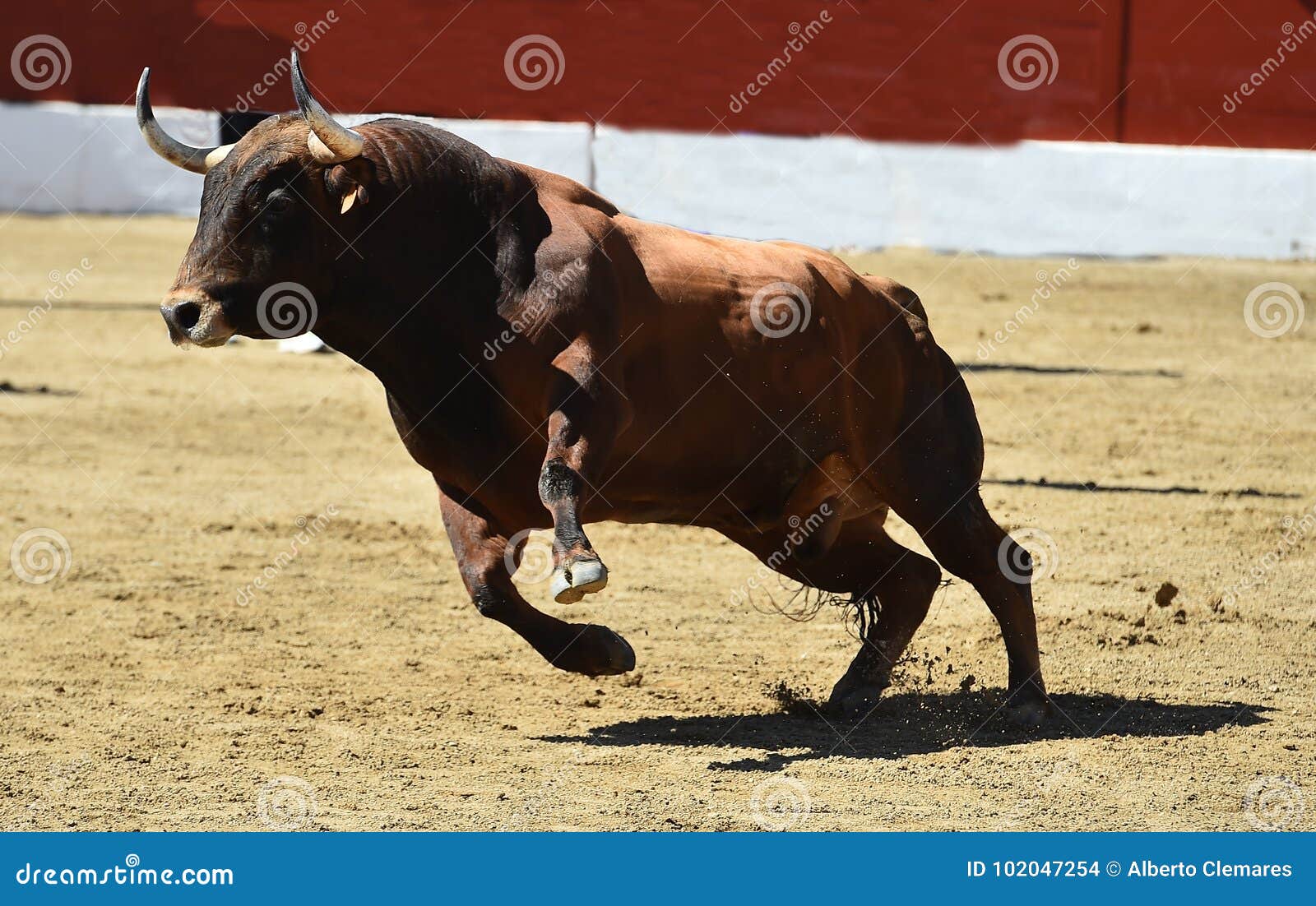 Toro immagine stock editoriale. Immagine di funzionare - 102047254