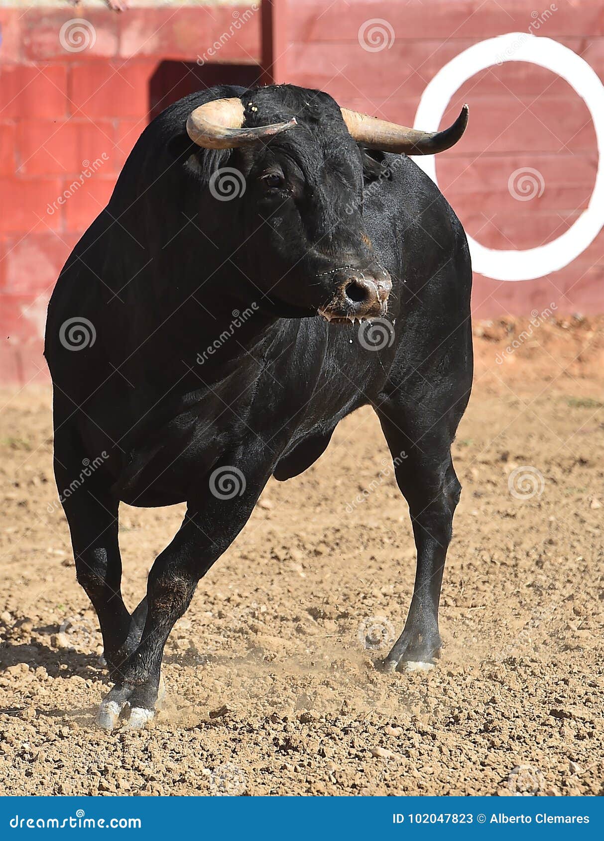 Toro fotografia stock editoriale. Immagine di feroce - 102047823