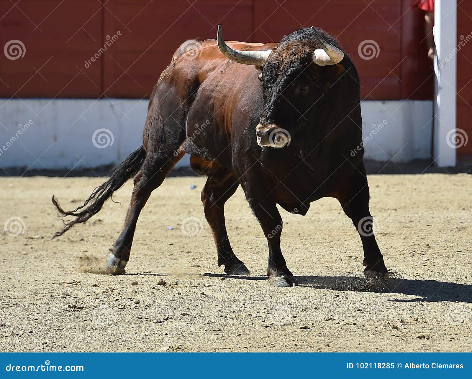 Toro immagine stock. Immagine di animale, vinto, torero - 102118285