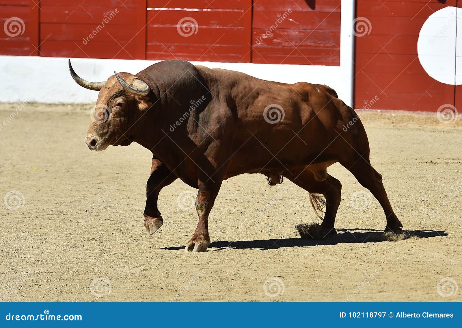 Toro immagine stock. Immagine di coraggio, bullone, corni - 102118797