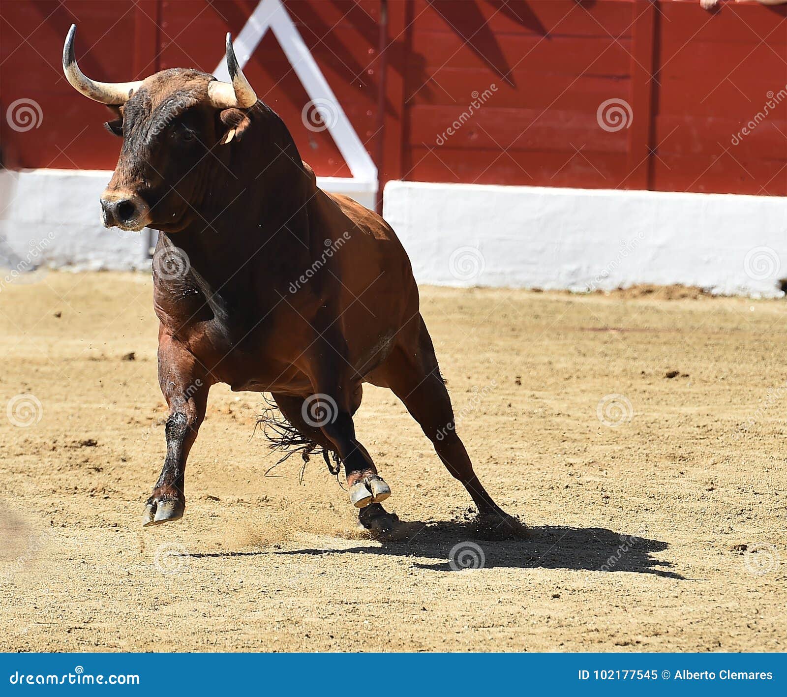 Toro imagen de archivo. Imagen de feroz, corriendo, tauromaquia - 102177545