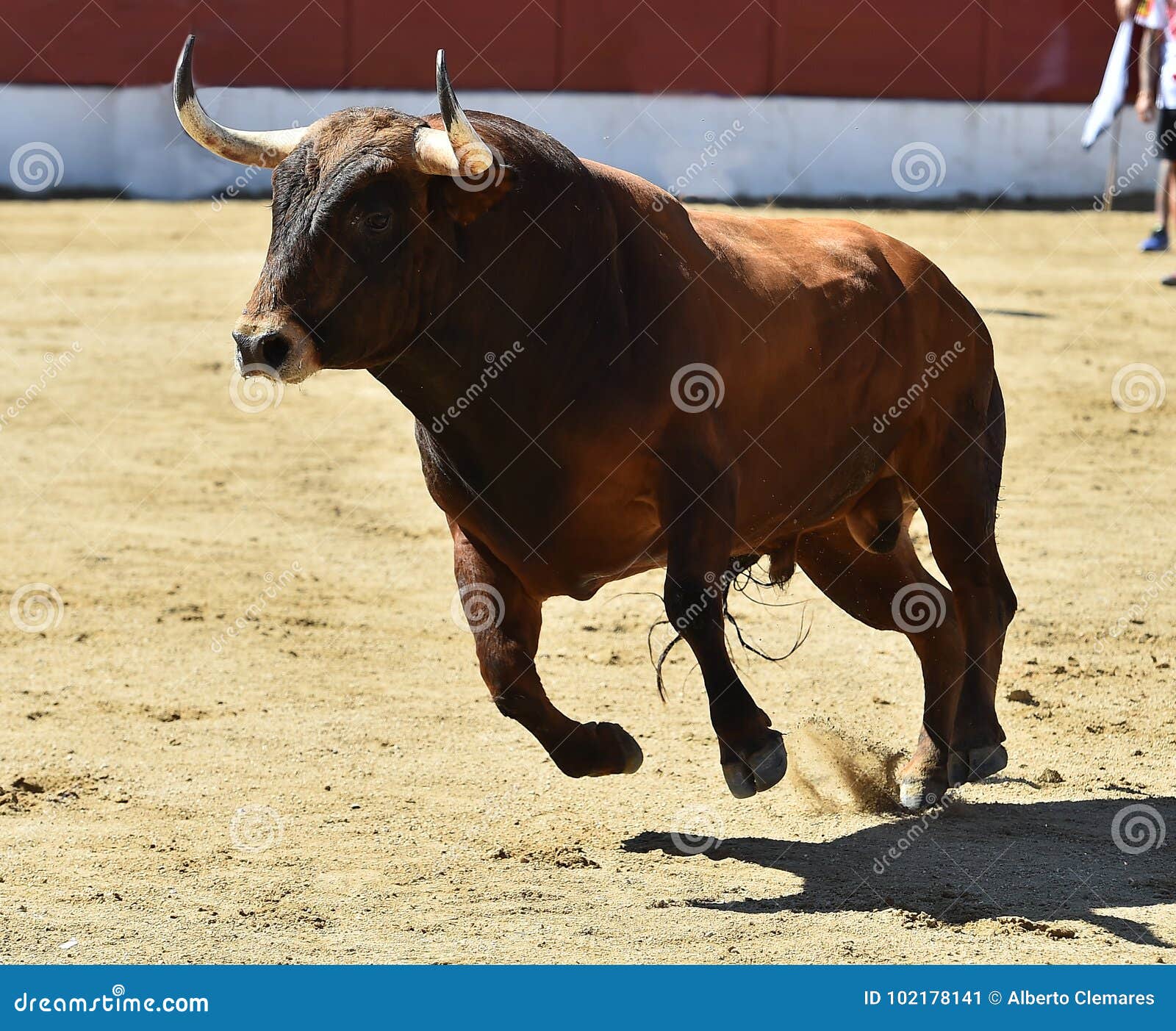 Toro immagine stock. Immagine di toro, coraggio, animale - 102178141