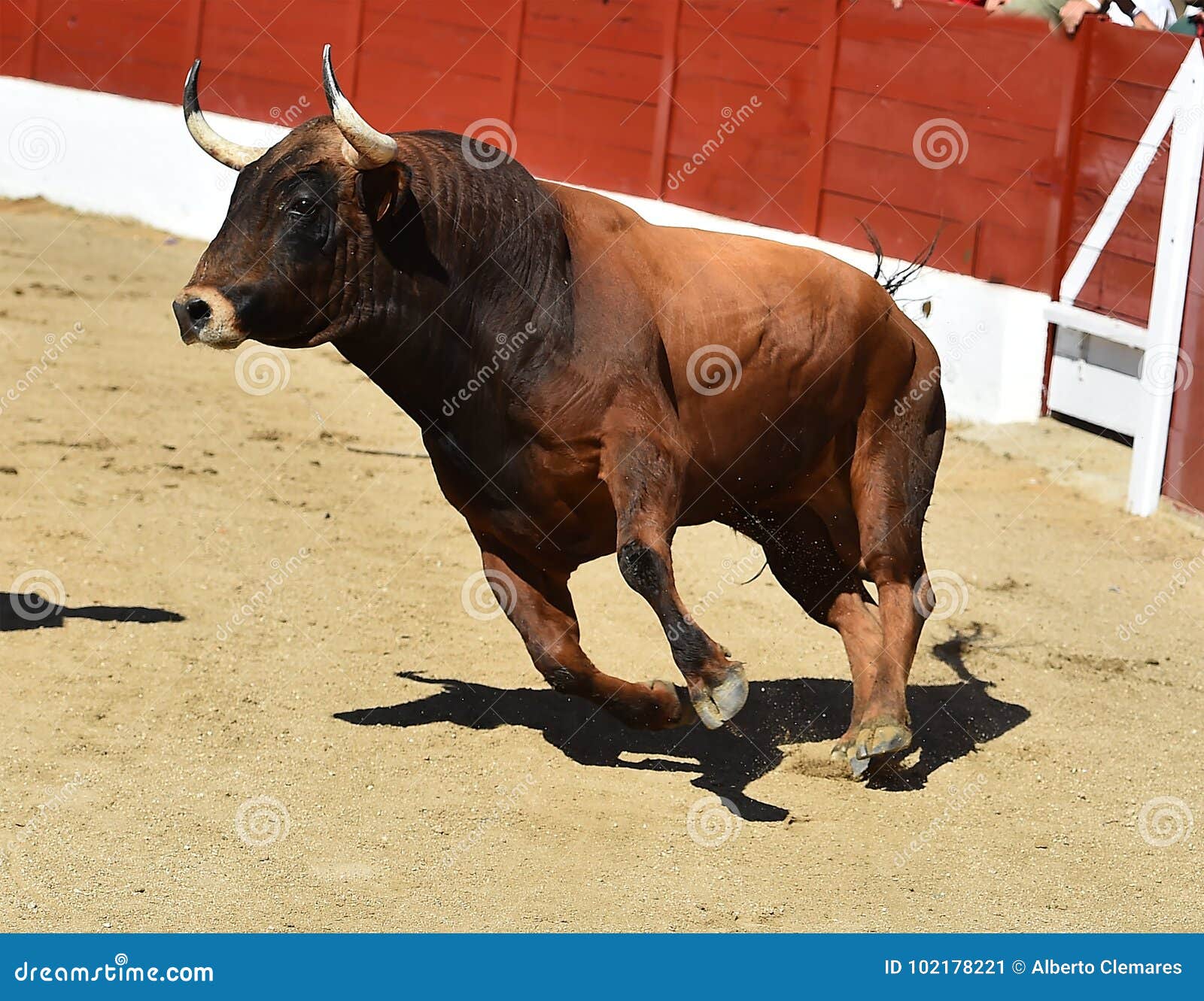 Toro immagine stock. Immagine di timore, corrida, corna - 102178221