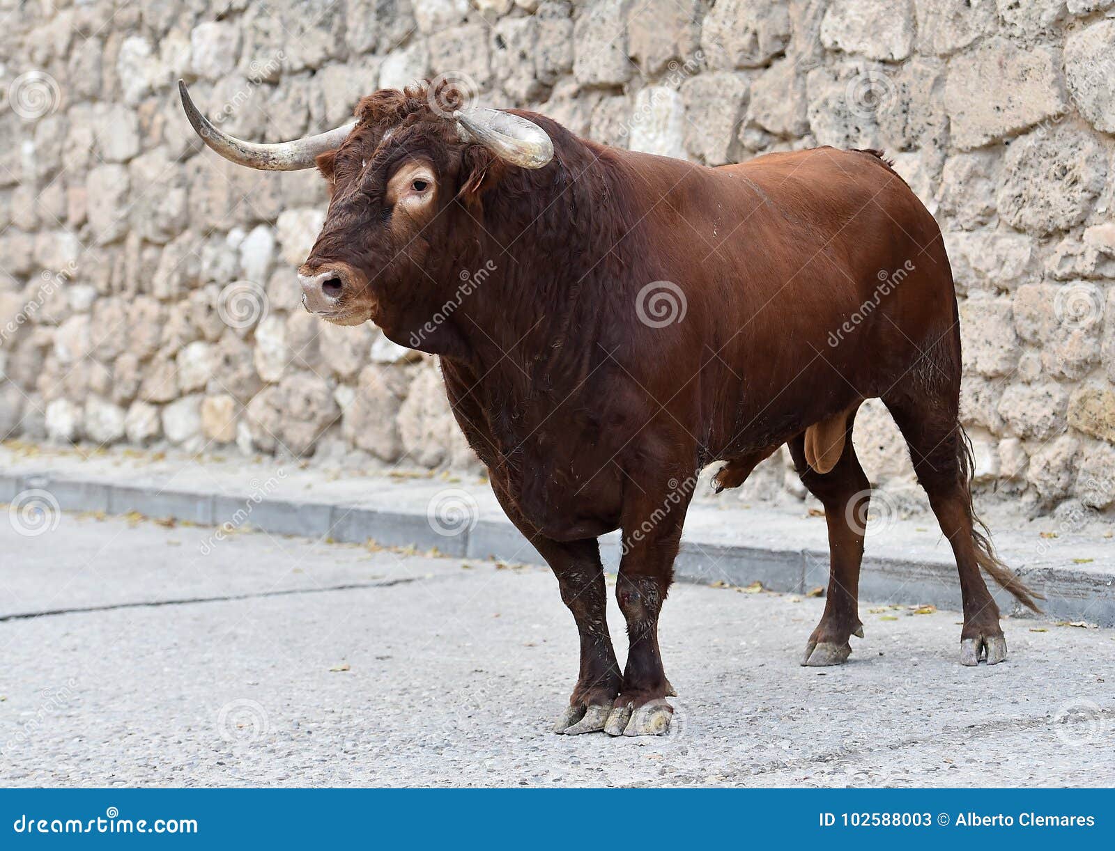 Toro immagine stock. Immagine di feroce, spruzzo, coltura - 102588003