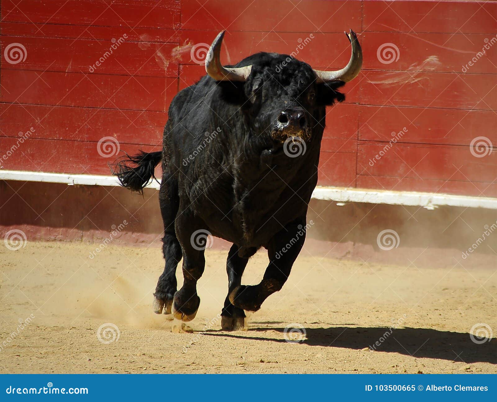 Toro immagine stock. Immagine di animale, rischio, cane - 103500665