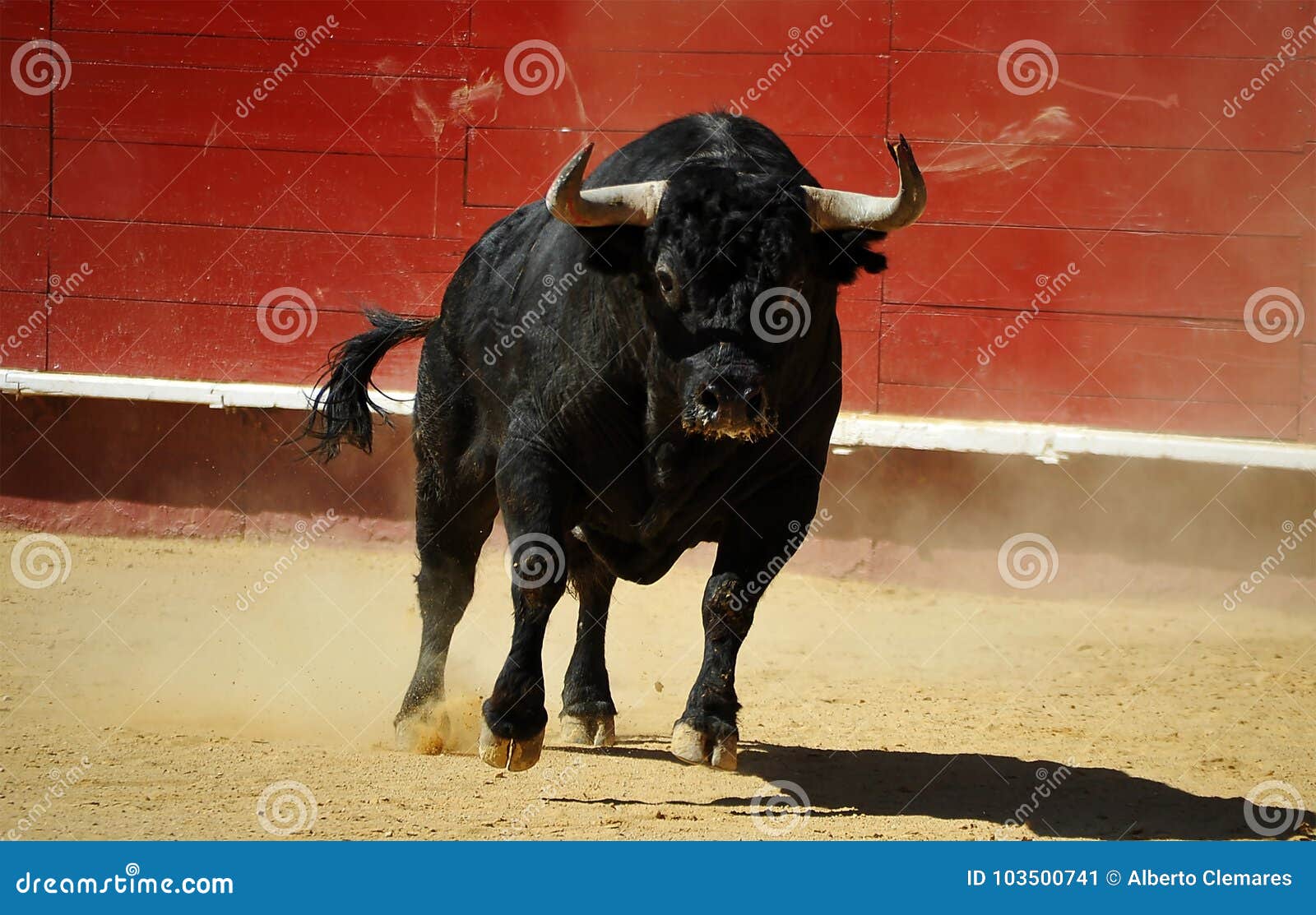 Toro immagine stock. Immagine di animale, grande, mucca - 103500741