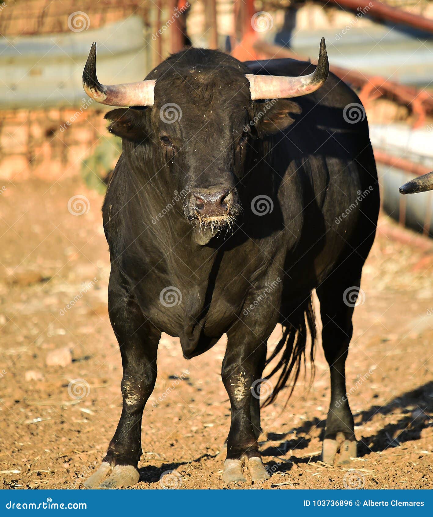 Toro fotografia stock. Immagine di nero, rischio, selvaggio - 103736896