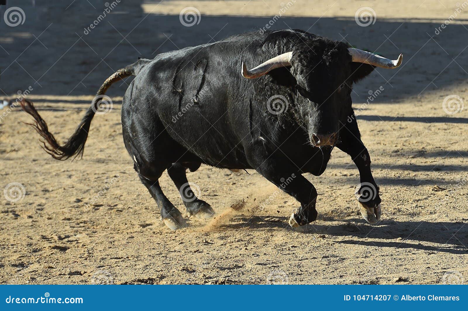 Toro imagen de archivo. Imagen de pelea, valiente, feroz - 104714207