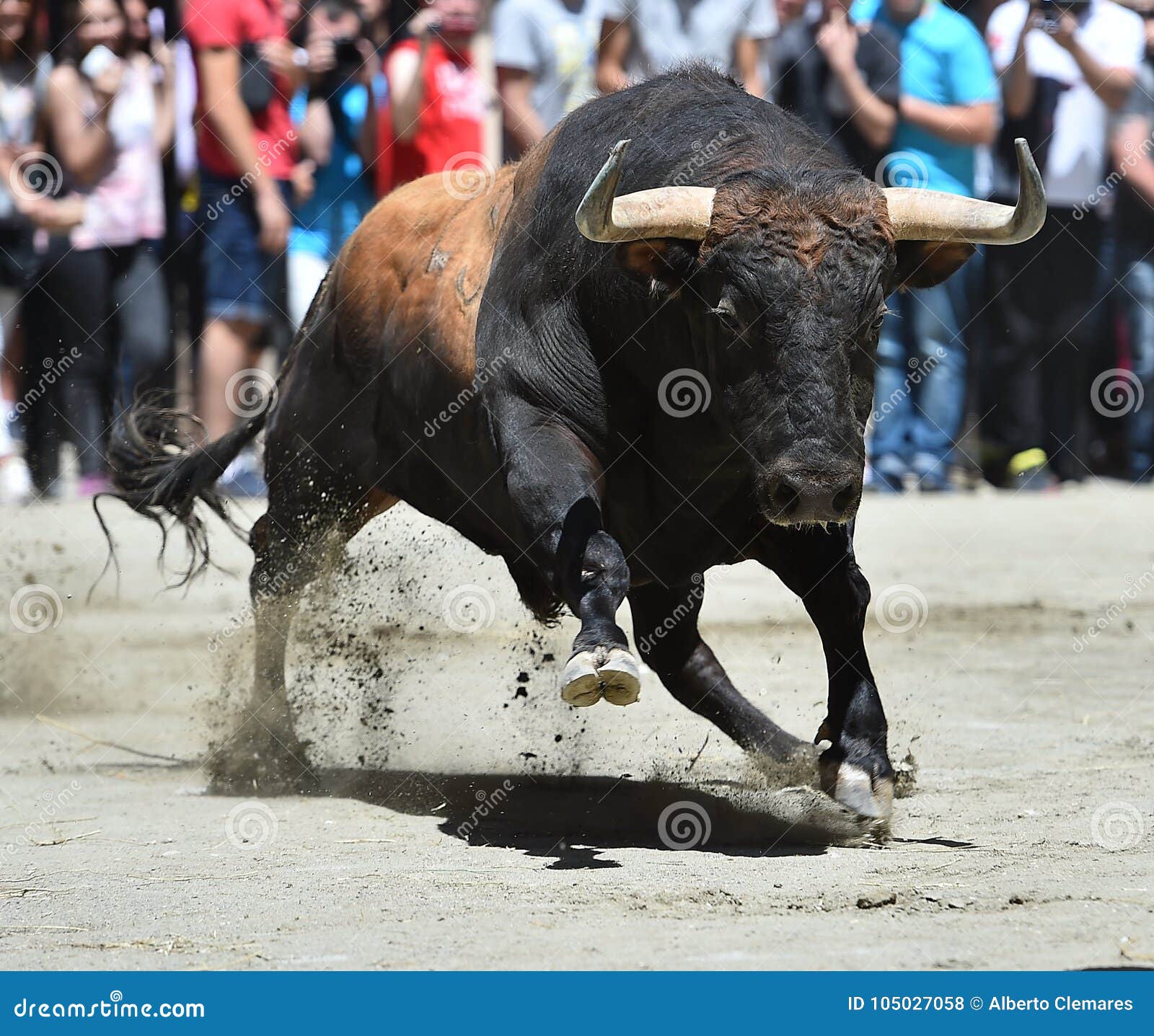 Toro fotografia stock. Immagine di spagnolo, funzionare - 105027058