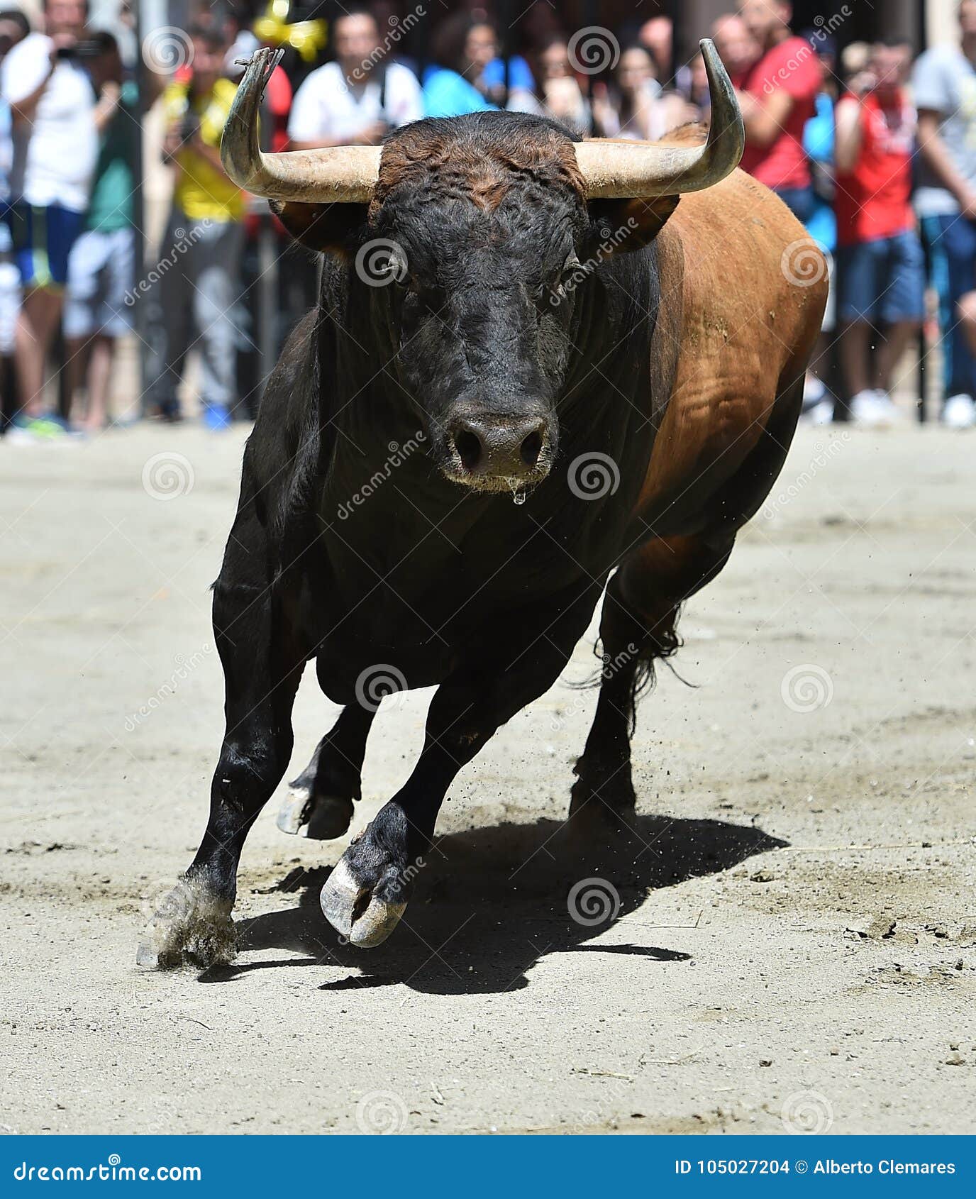 Toro fotografia stock. Immagine di selvaggio, feroce - 105027204