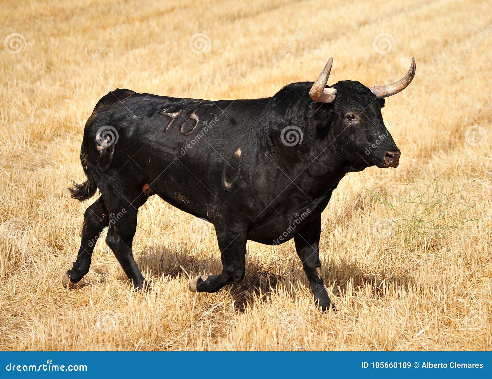 Toro immagine stock. Immagine di animale, corna, funzionare - 105660109