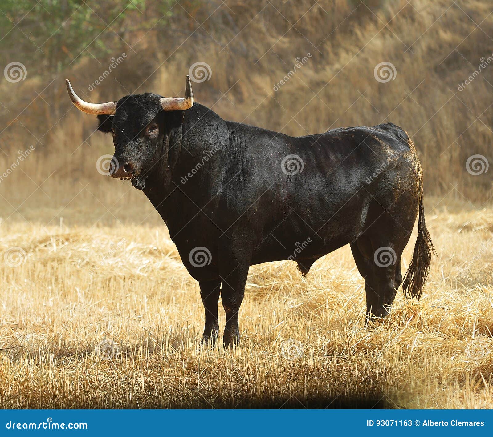 Toro immagine stock. Immagine di coltura, bravura, torero - 93071163