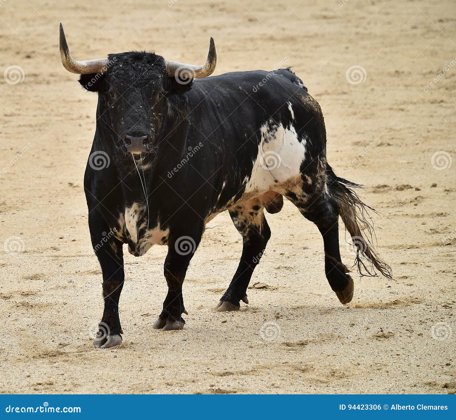 Toro fotografia stock. Immagine di torero, corna, selvaggio - 94423306