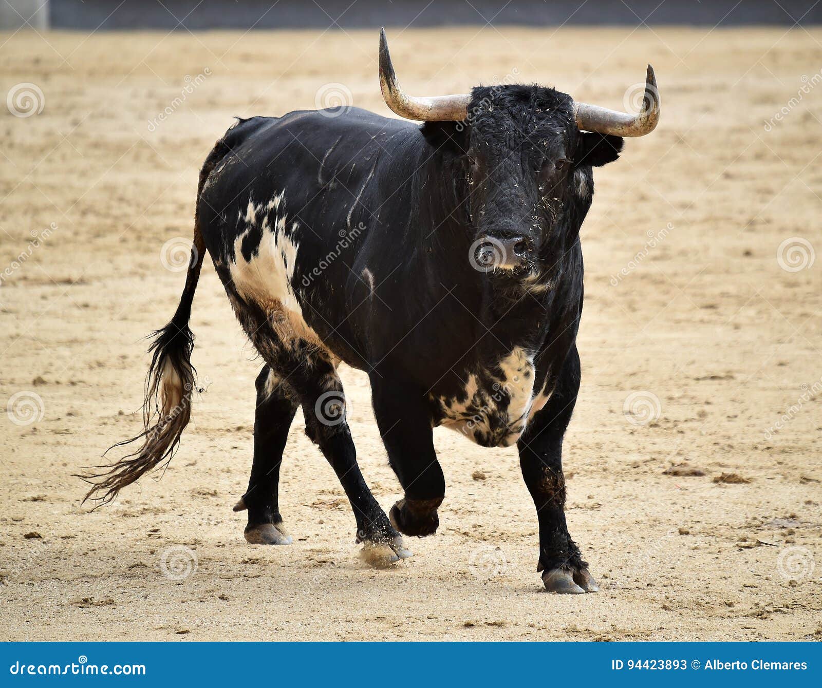Toro immagine stock. Immagine di pericolo, toro, selvaggio - 94423893