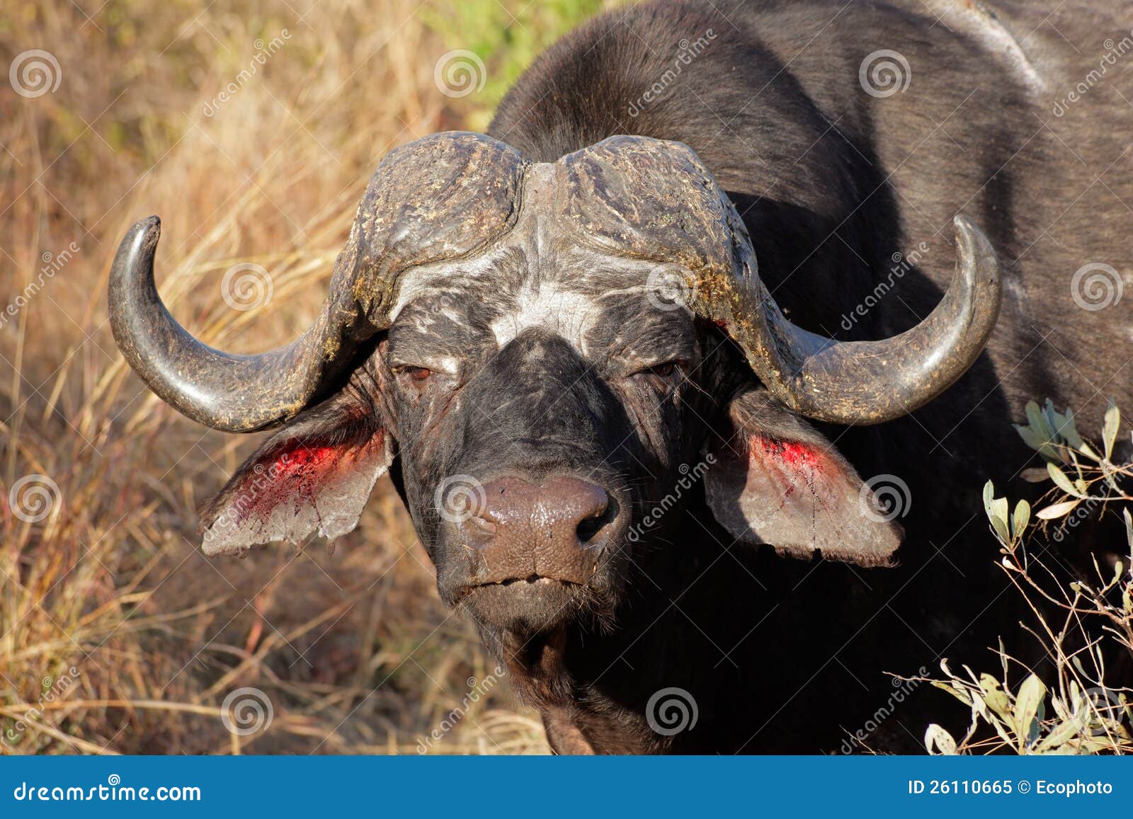 Toro africano del búfalo imagen de archivo. Imagen de meridional - 26110665