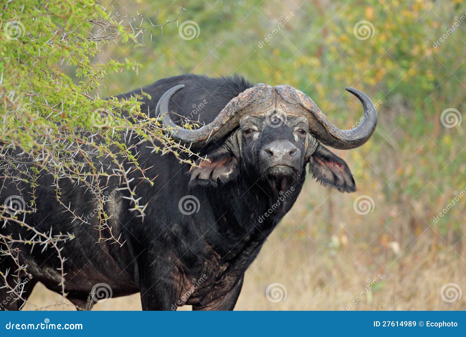 Toro africano del bufalo immagine stock. Immagine di grande - 27614989