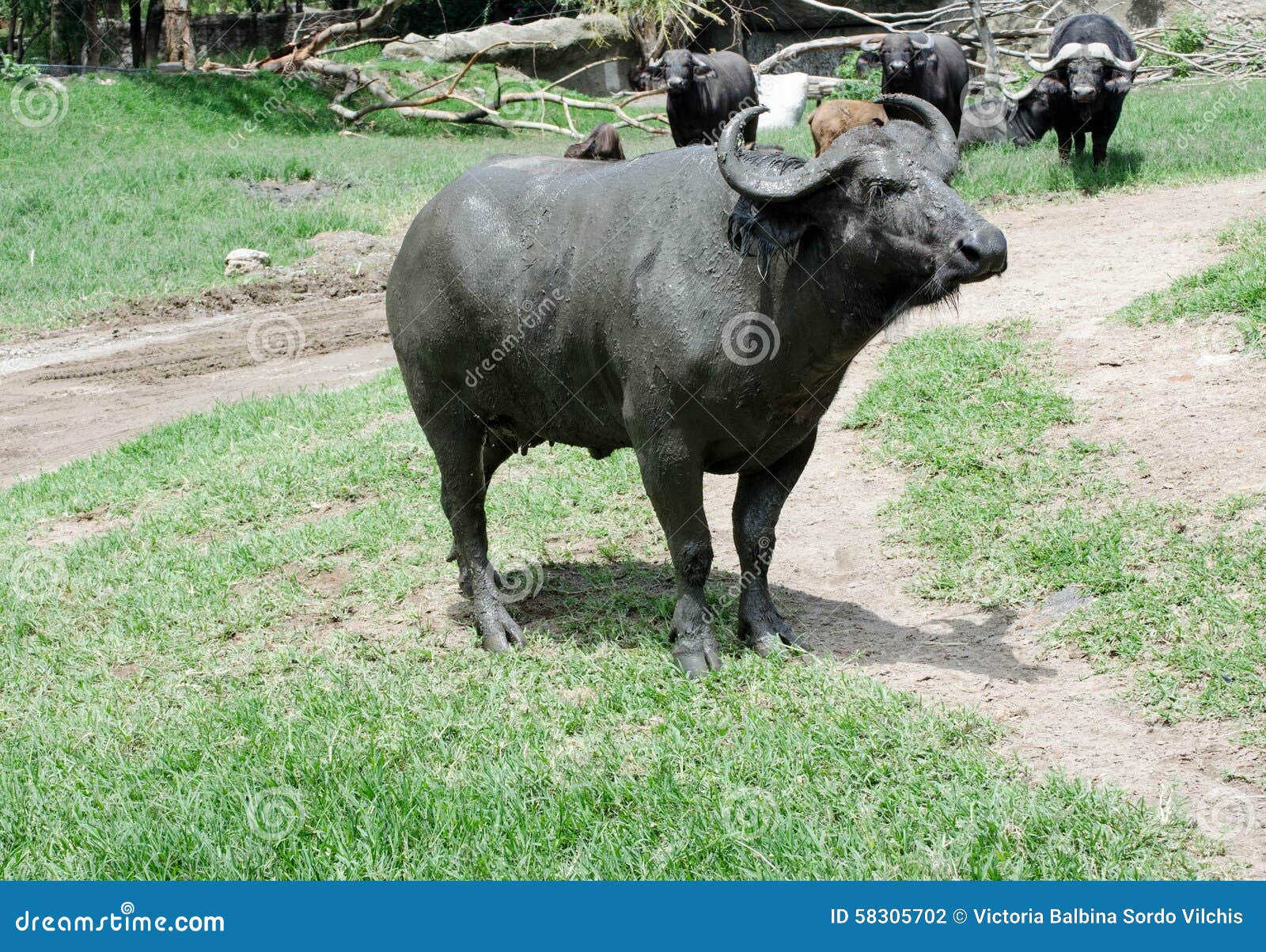 Toro americano foto de archivo. Imagen de americano, animal - 58305702