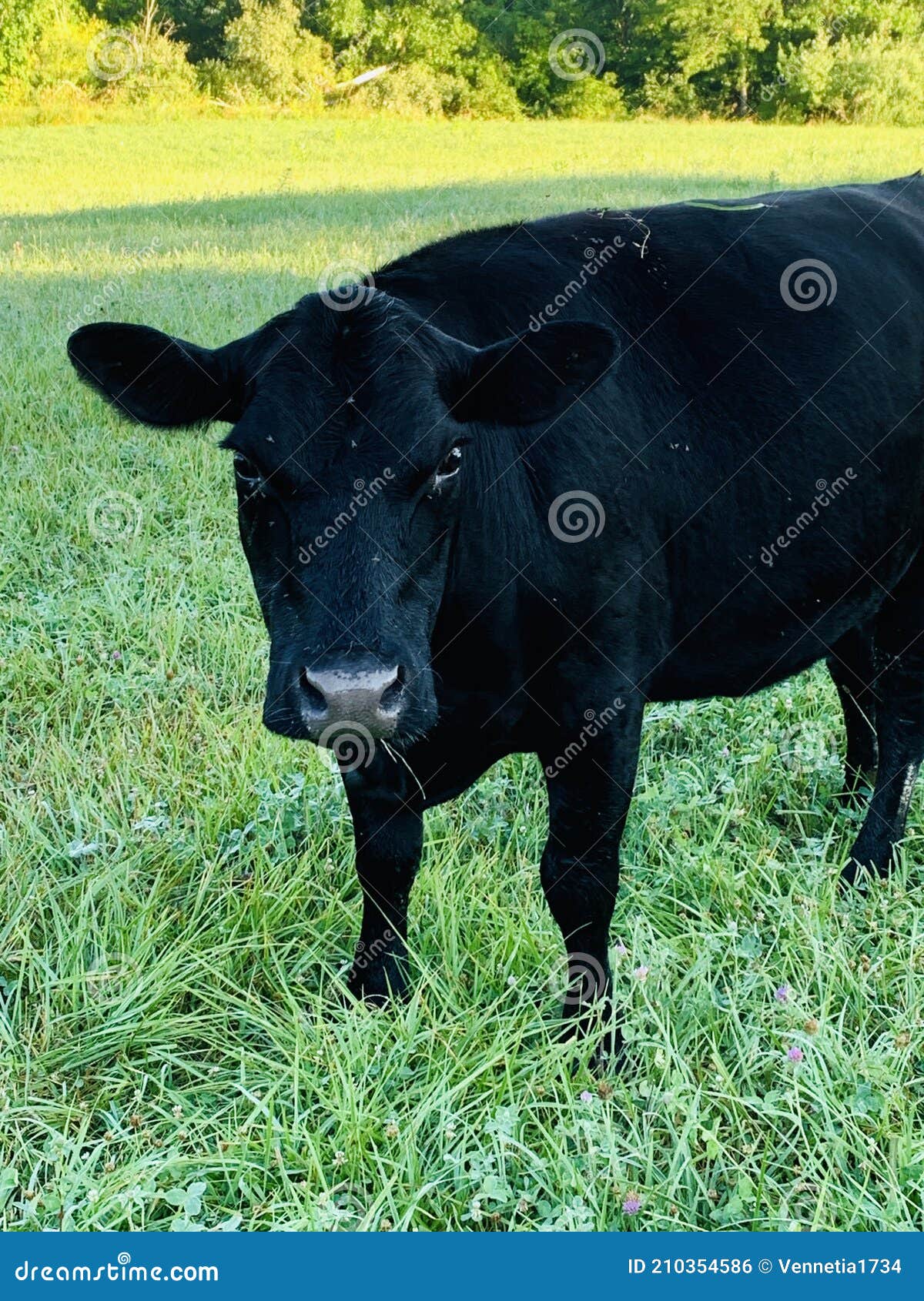 Toro angus foto de archivo. Imagen de verde, angustia - 210354586