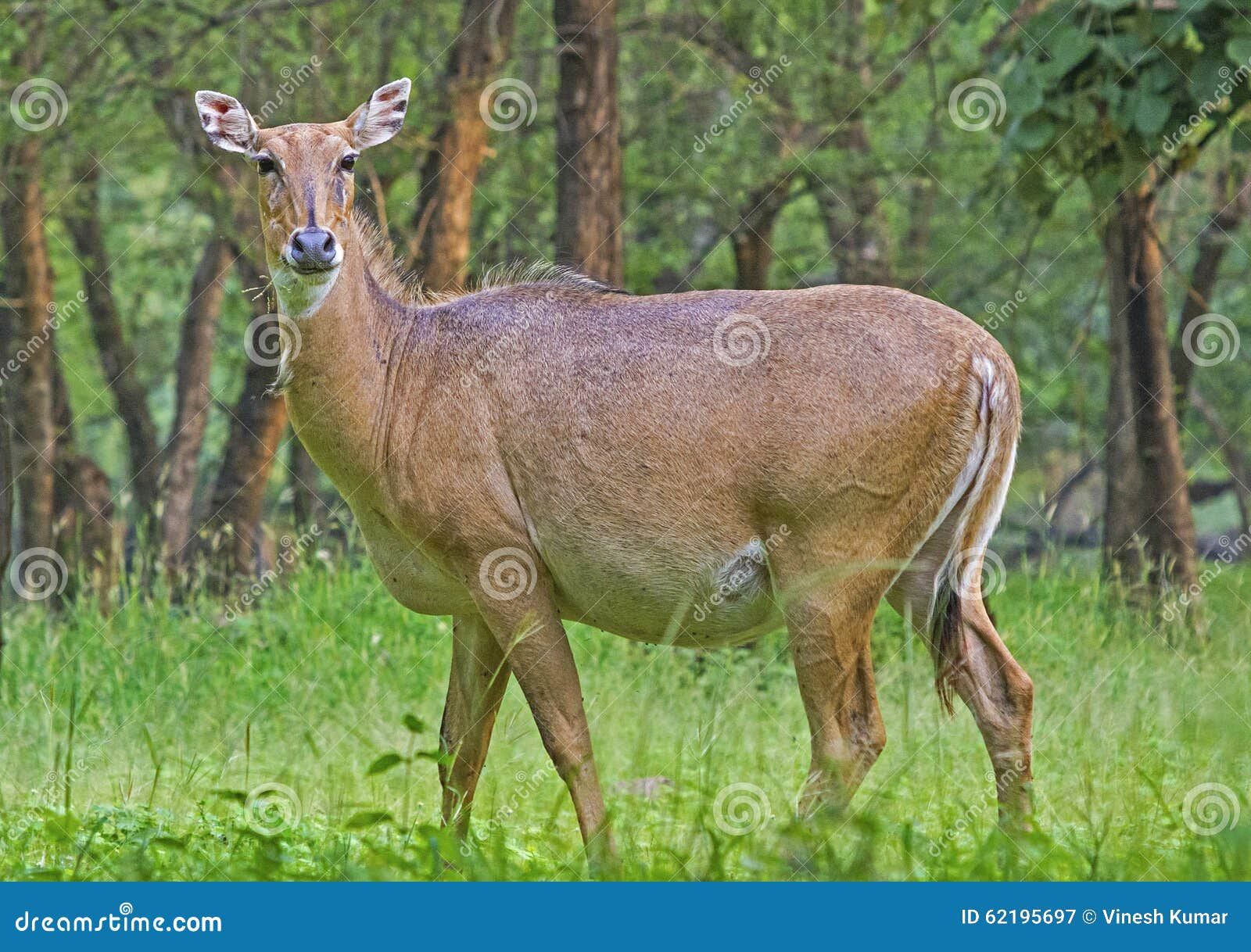 Toro azul imagen de archivo. Imagen de adulto, toro, ojos - 62195697