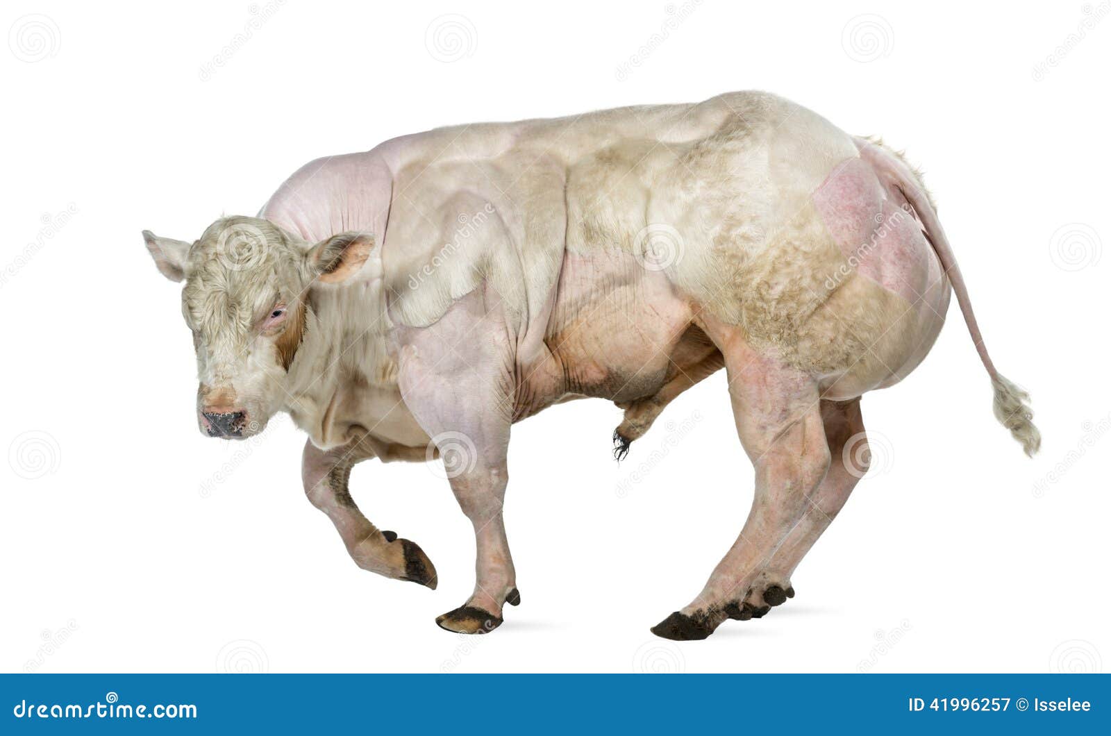 Toro azul belga (8 meses) imagen de archivo. Imagen de animal - 41996257