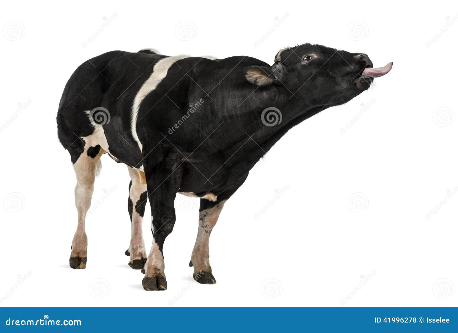 Toro Azul Belga (16 Meses), Foto de archivo - Imagen de fondo, vaca ...