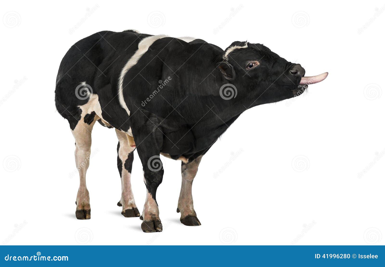 Toro Azul Belga (16 Meses), Foto de archivo - Imagen de toro, tiro ...