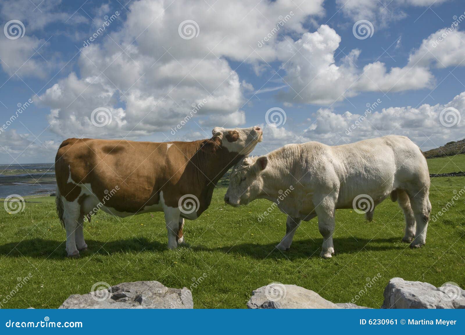 Toro Bianco E Mucca Marrone Immagine Stock - Immagine di divertimento ...