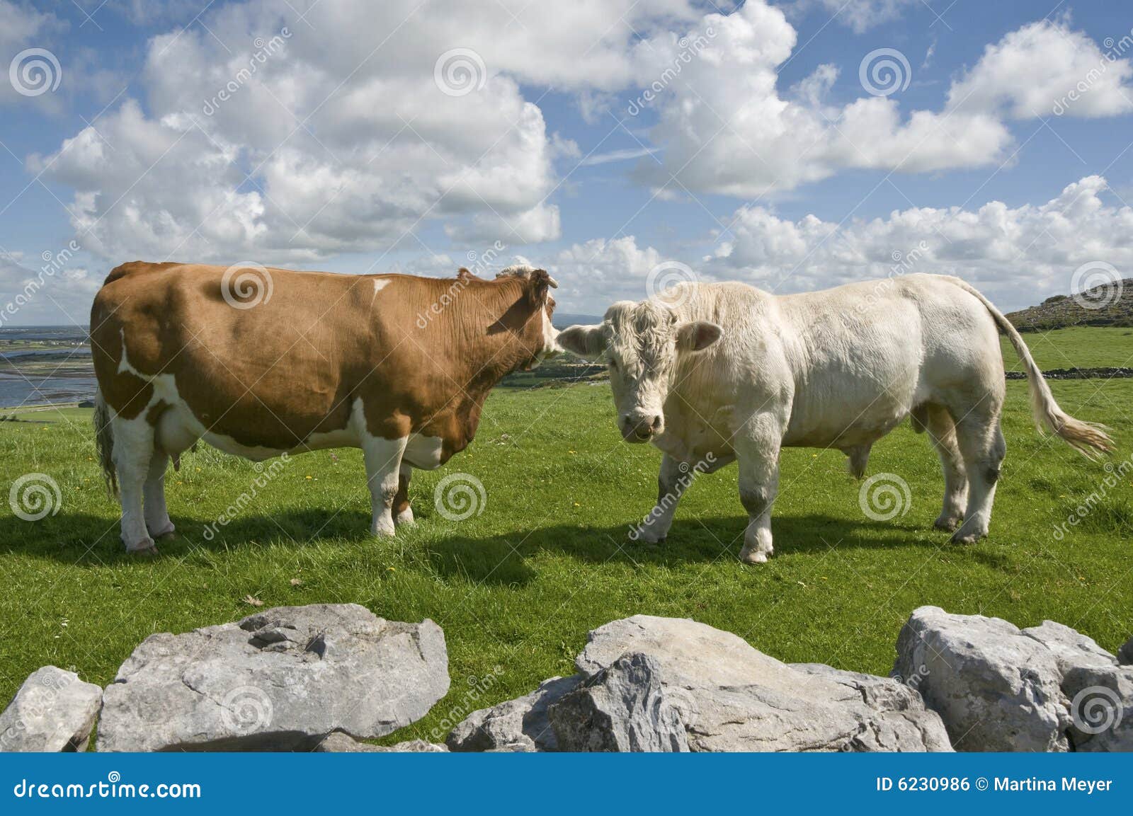 Toro Bianco E Mucca Marrone Fotografia Stock - Immagine di goda ...