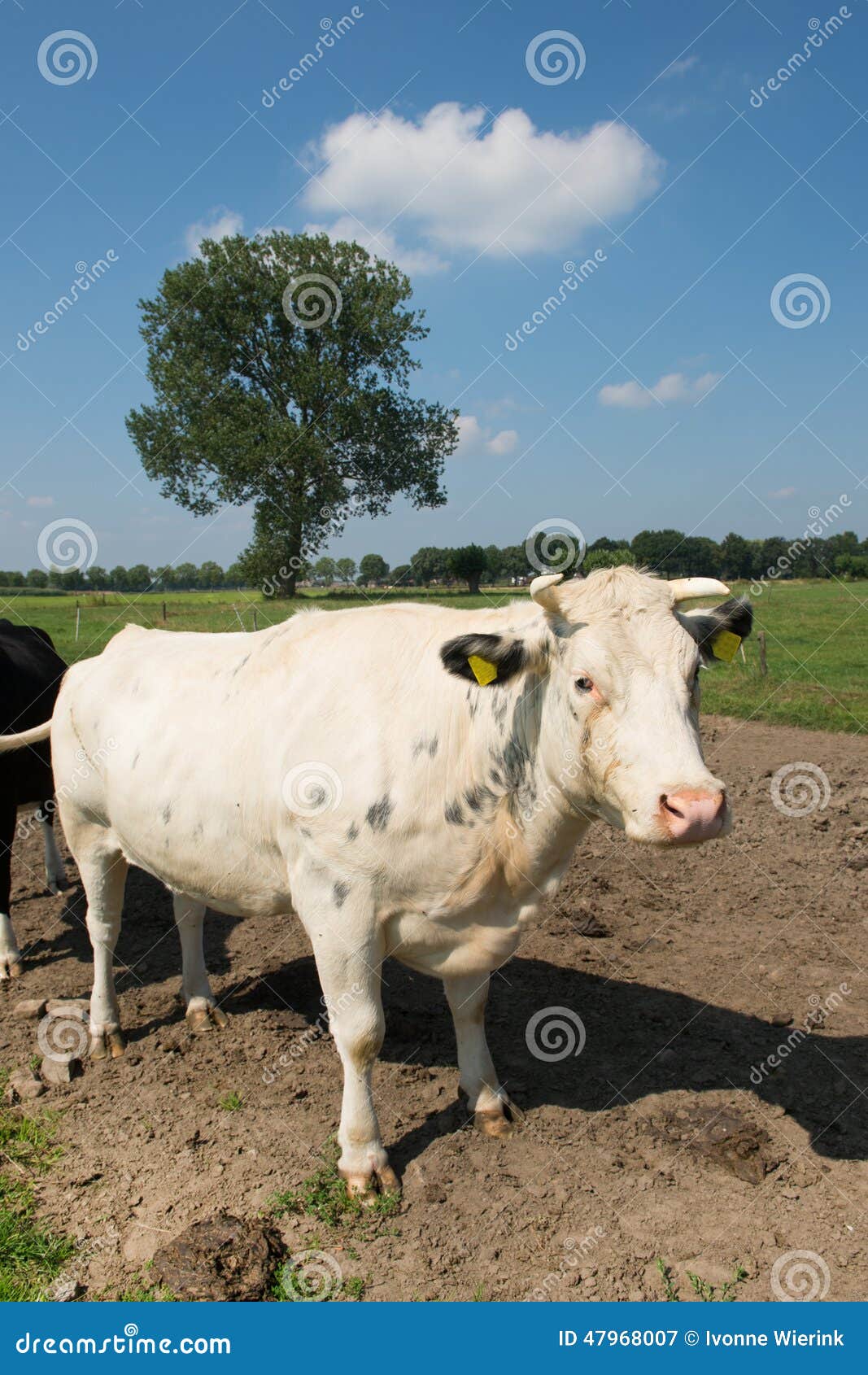 Toro blanco imagen de archivo. Imagen de exterior, holanda - 47968007