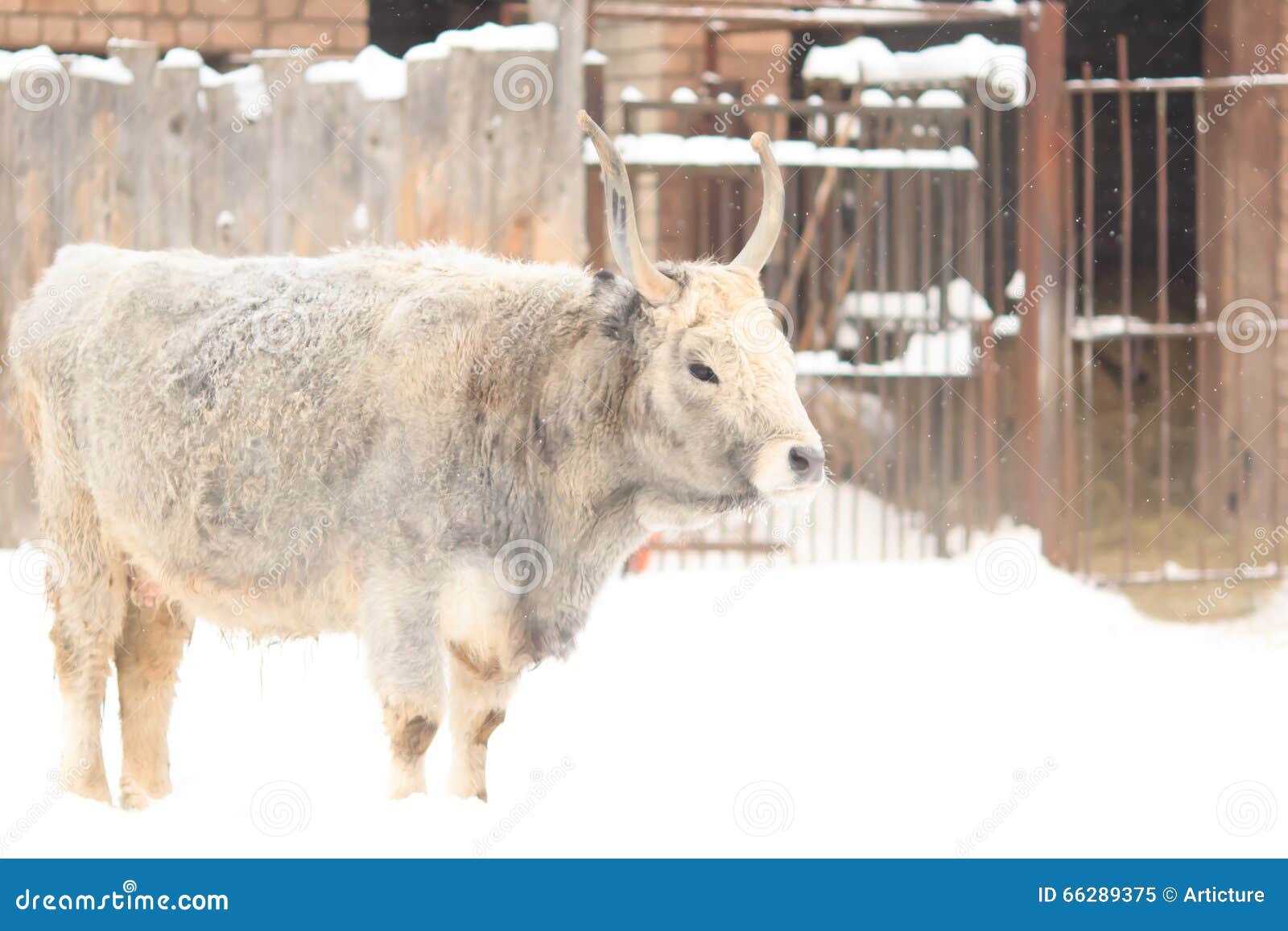 Toro blanco imagen de archivo. Imagen de campo, prado - 66289375