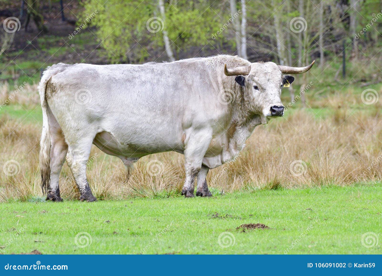 Toro Blanco Del Ganado Del Parque Foto de archivo - Imagen de ganado ...