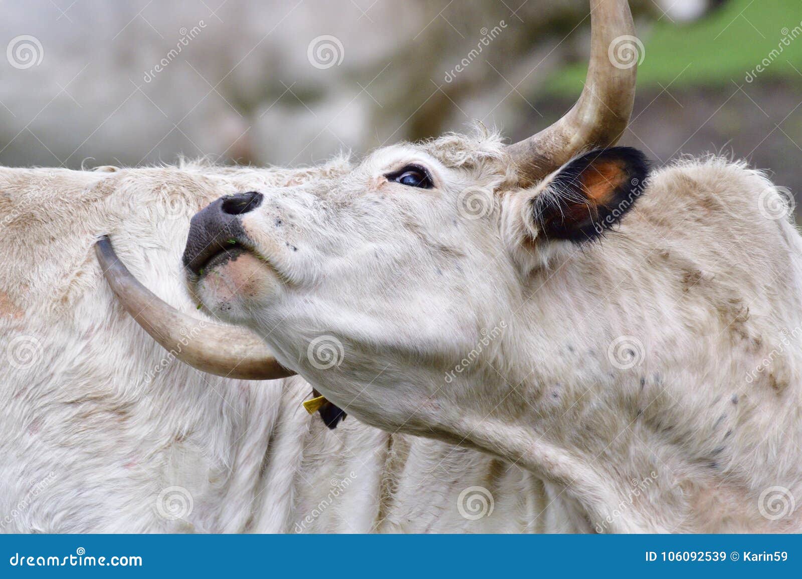 Toro Blanco Del Ganado Del Parque Imagen de archivo - Imagen de toro ...