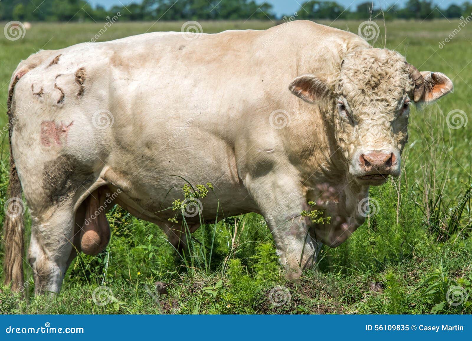 Toro Blanco En Un Pasto Verde Imagen de archivo - Imagen de ganado ...