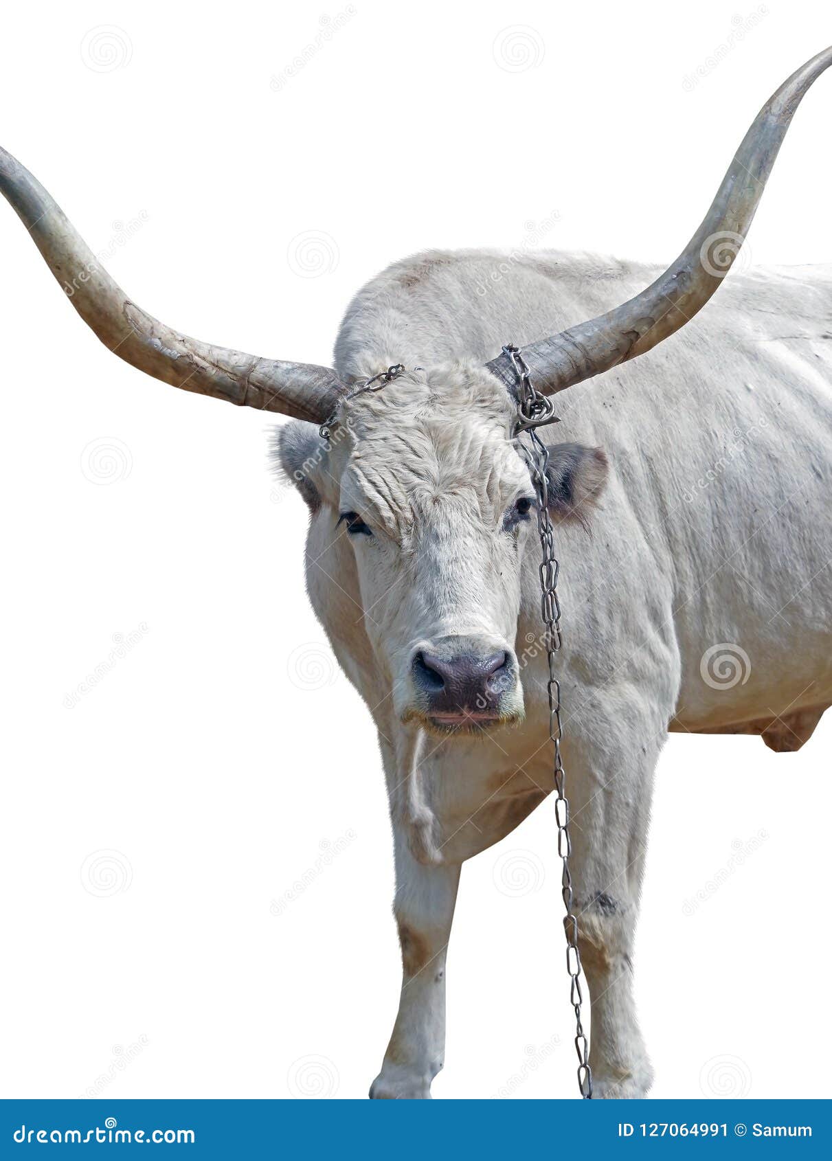 Toro Blanco Grande Con Los Cuernos Imagen de archivo - Imagen de ...