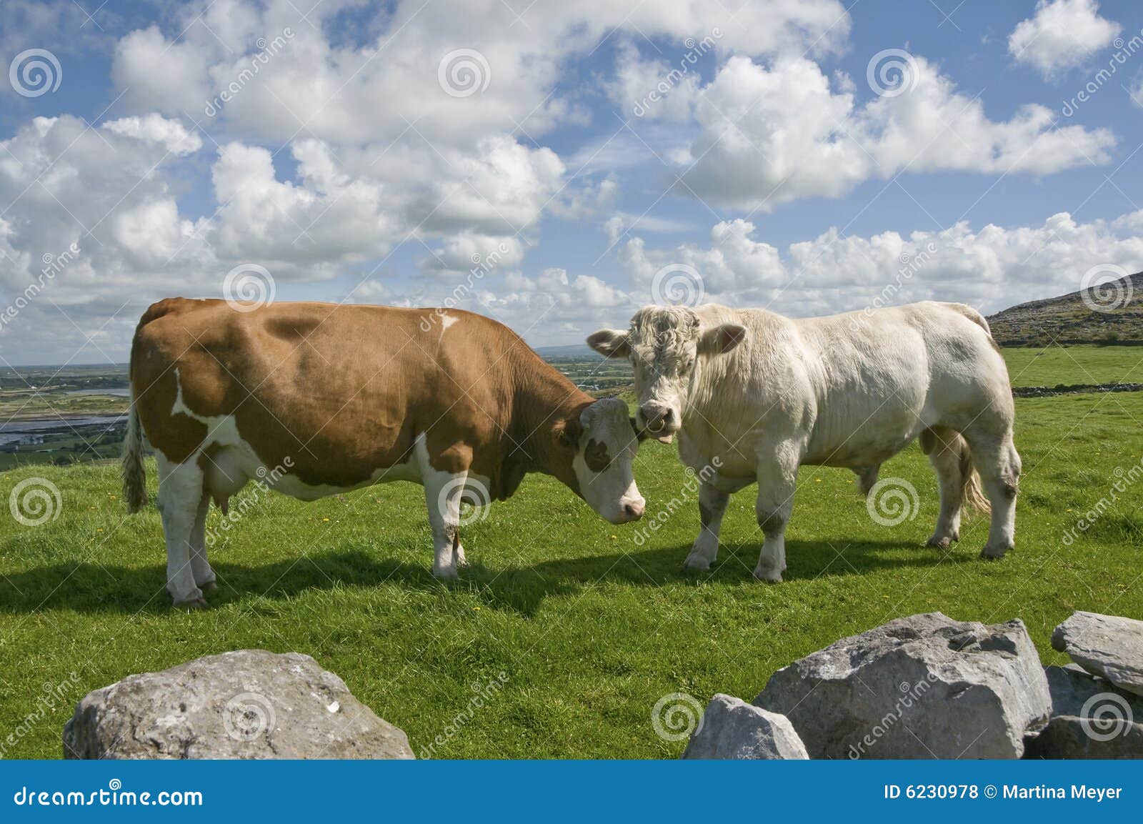 Toro blanco y vaca marrón foto de archivo. Imagen de feliz - 6230978