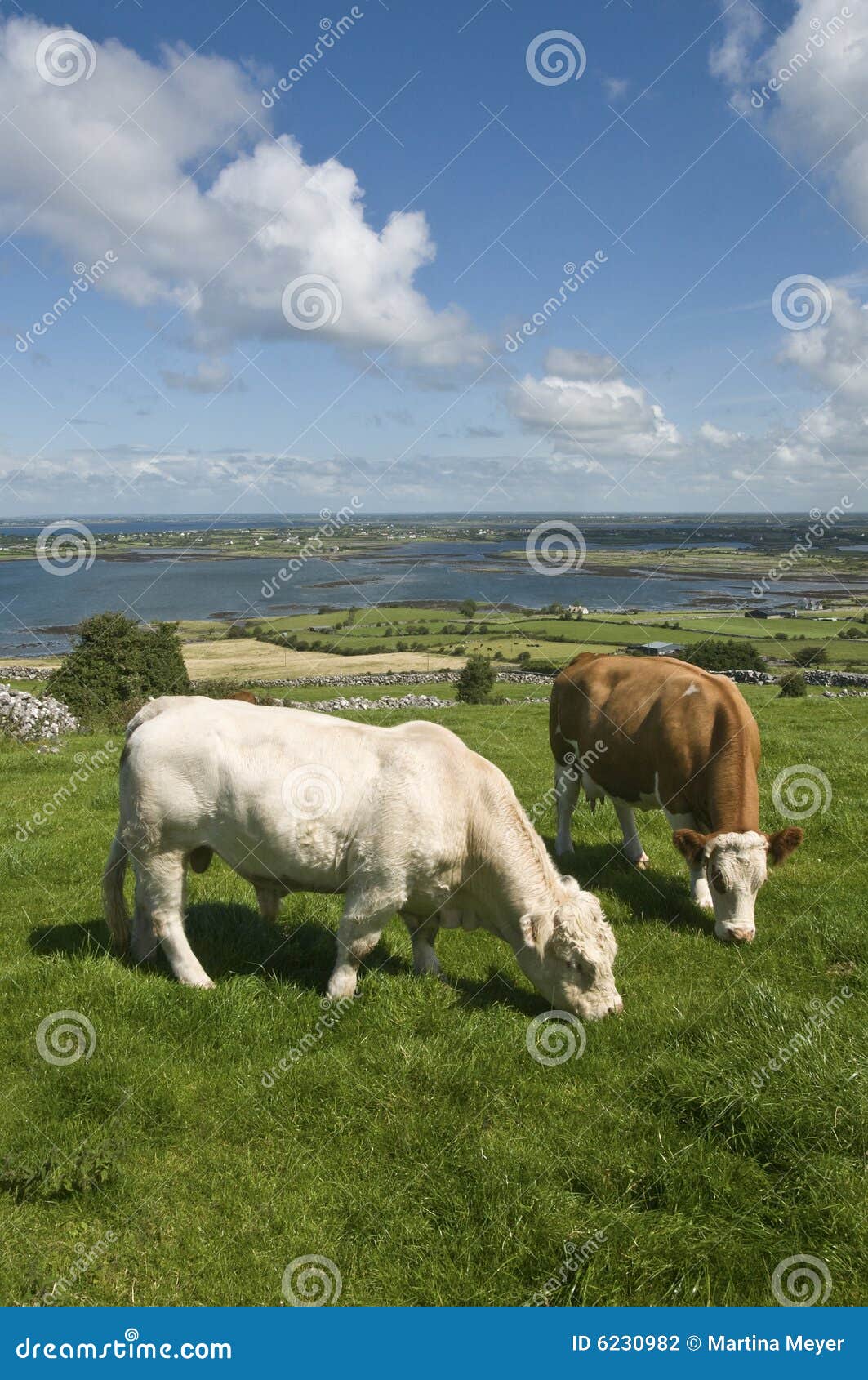 Toro blanco y vaca marrón foto de archivo. Imagen de felicidad - 6230982