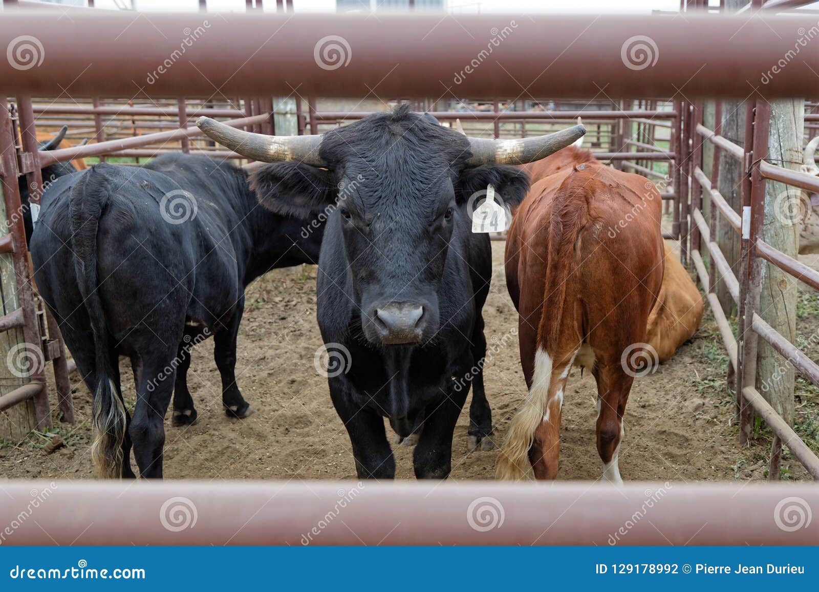 Toro De Corriente En La Jaula Fotografía editorial - Imagen de oeste ...