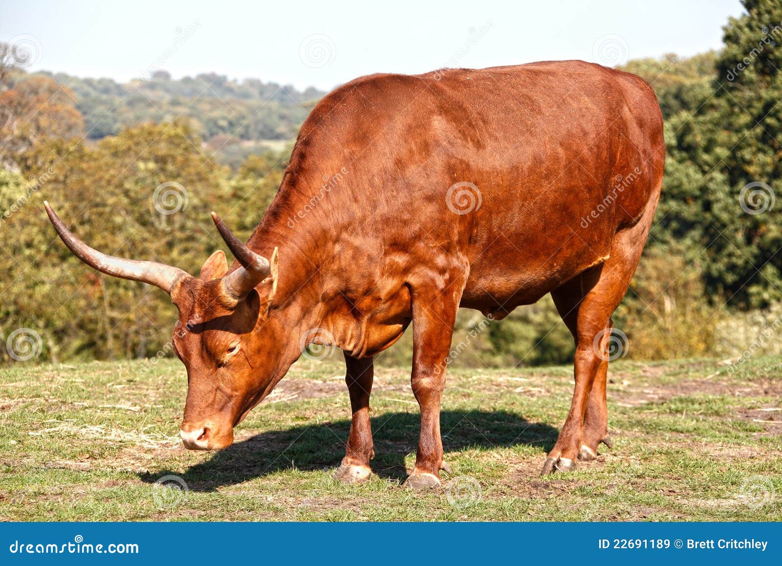Toro de cuernos africano imagen de archivo. Imagen de ganados - 22691189