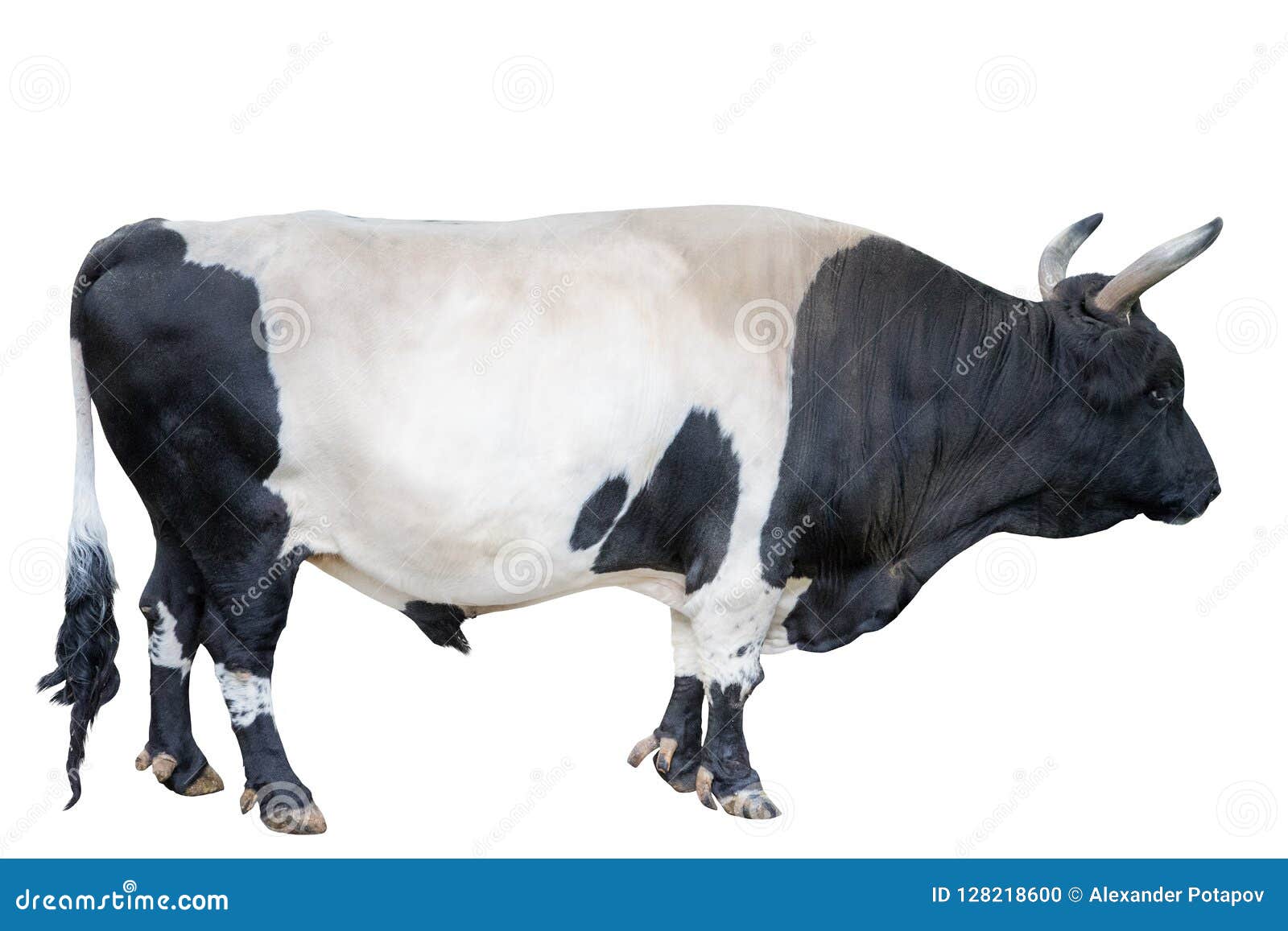Toro De Dos Colores Aislado En Blanco Foto de archivo - Imagen de ...