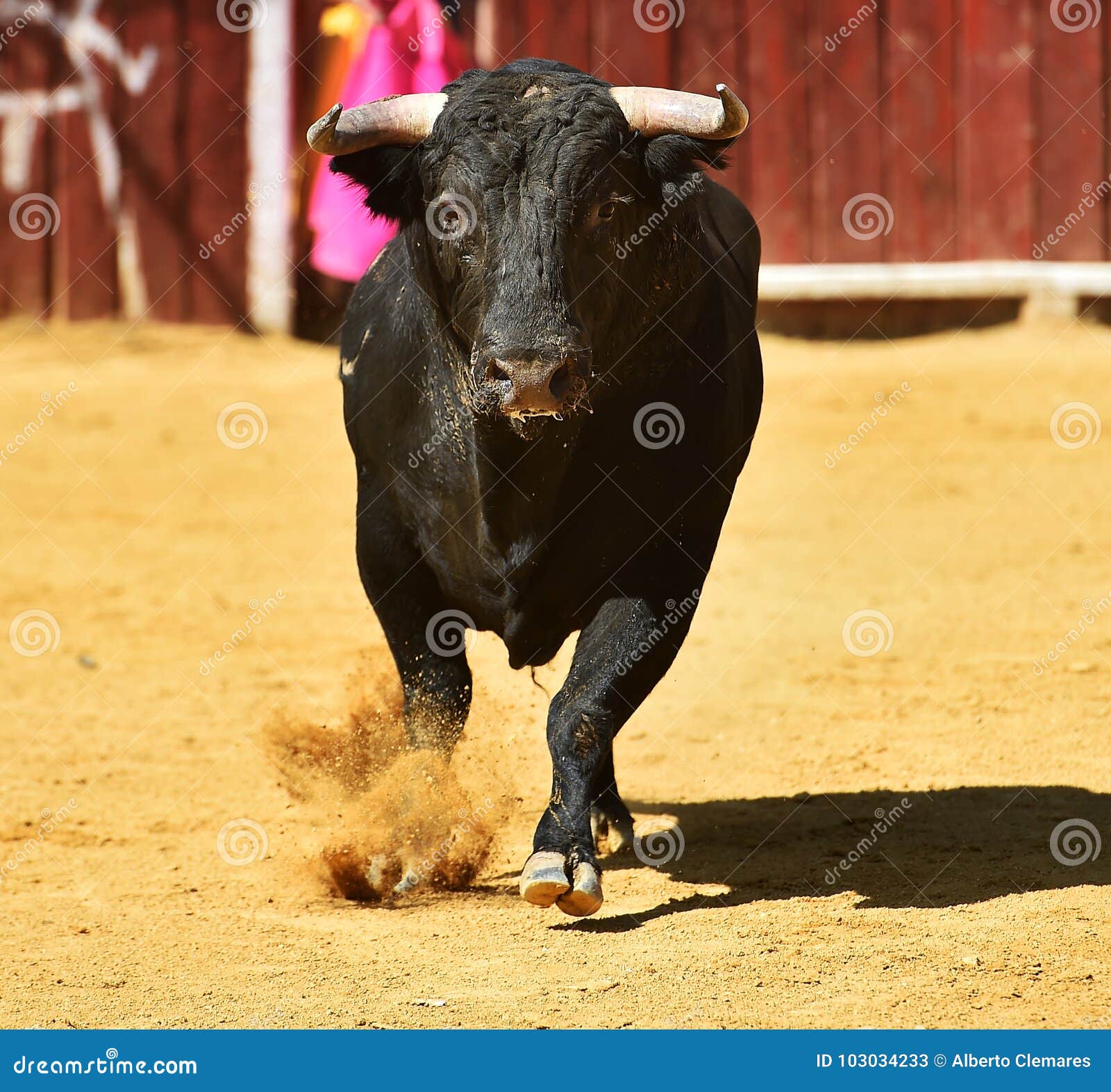 Toro de la lucha imagen de archivo. Imagen de toro, tauromaquia - 103034233